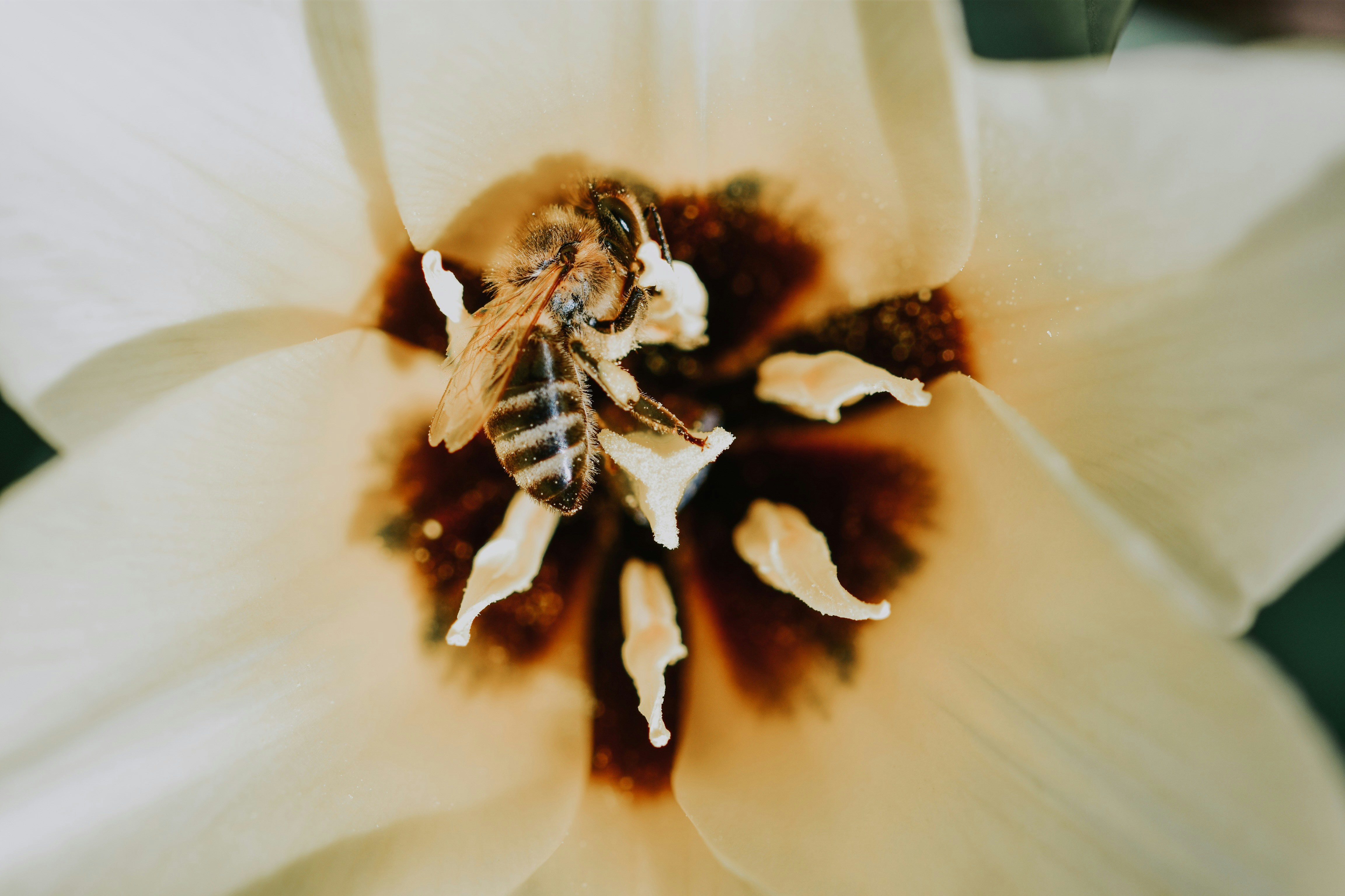 black and white bee on white flower