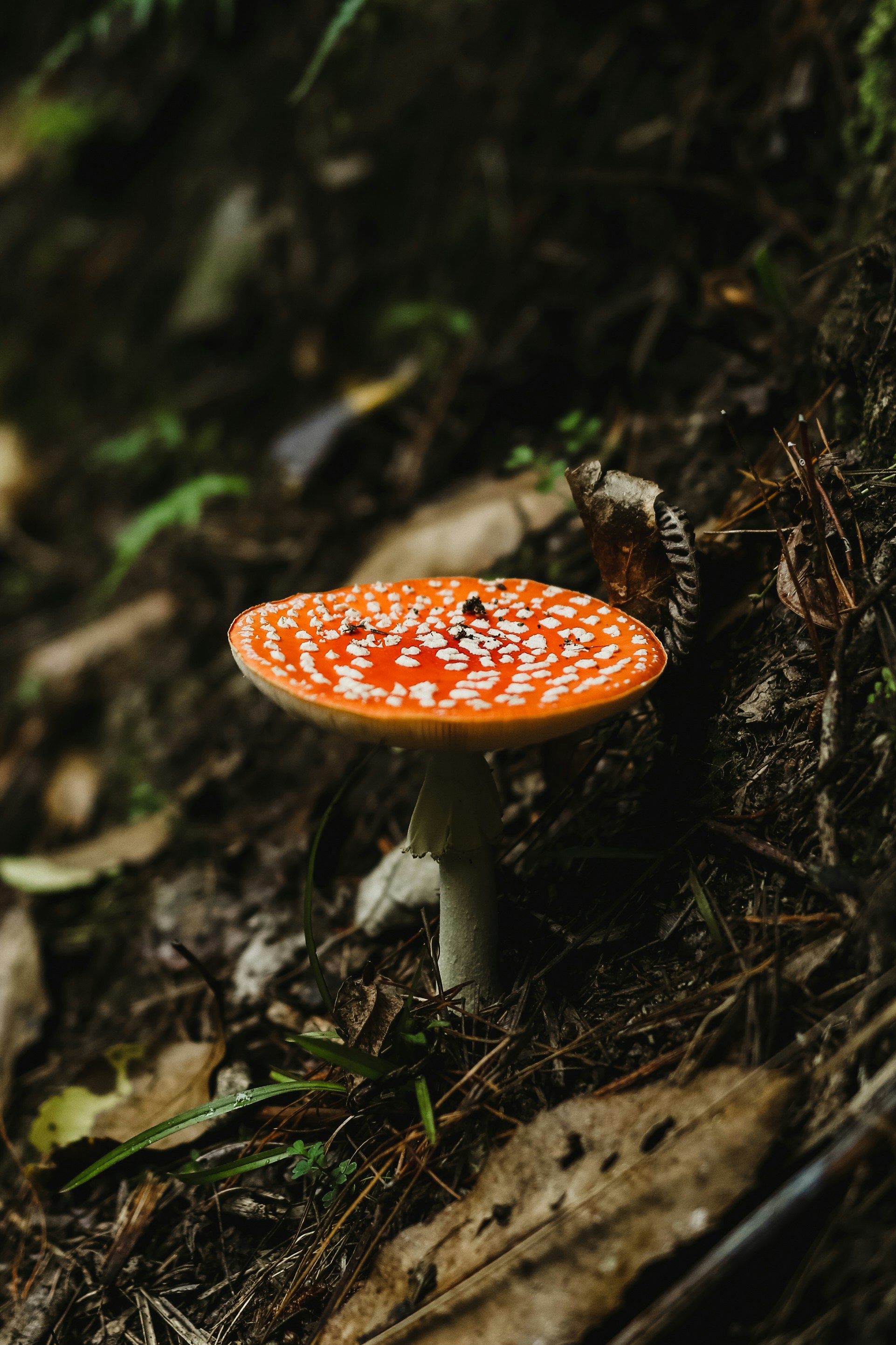 Crimson-Capped Amanita: a lone mushroom in shadowed forest duff