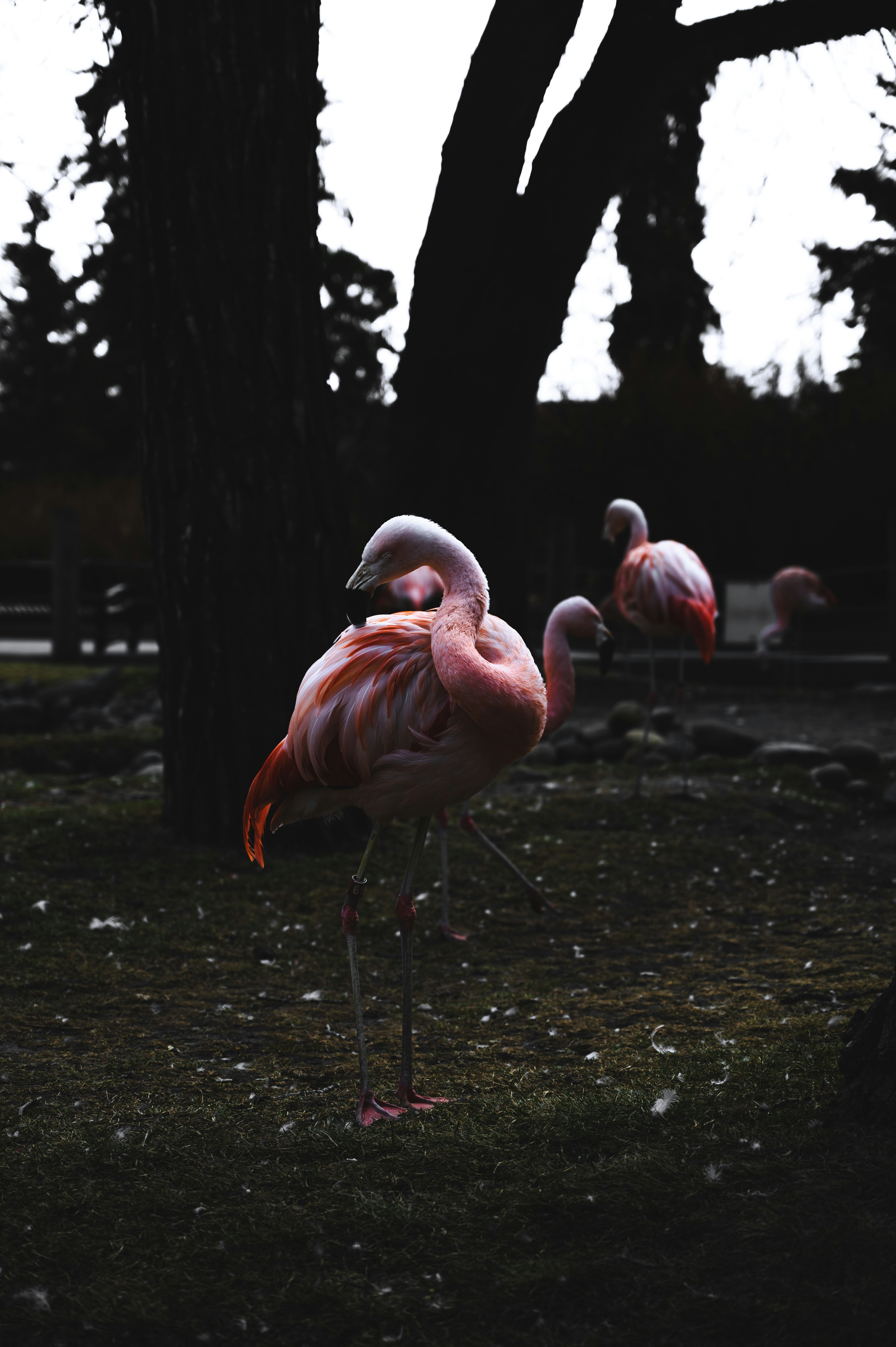 Crimson Quiet: Flamingo Portrait in Velvet Dusk