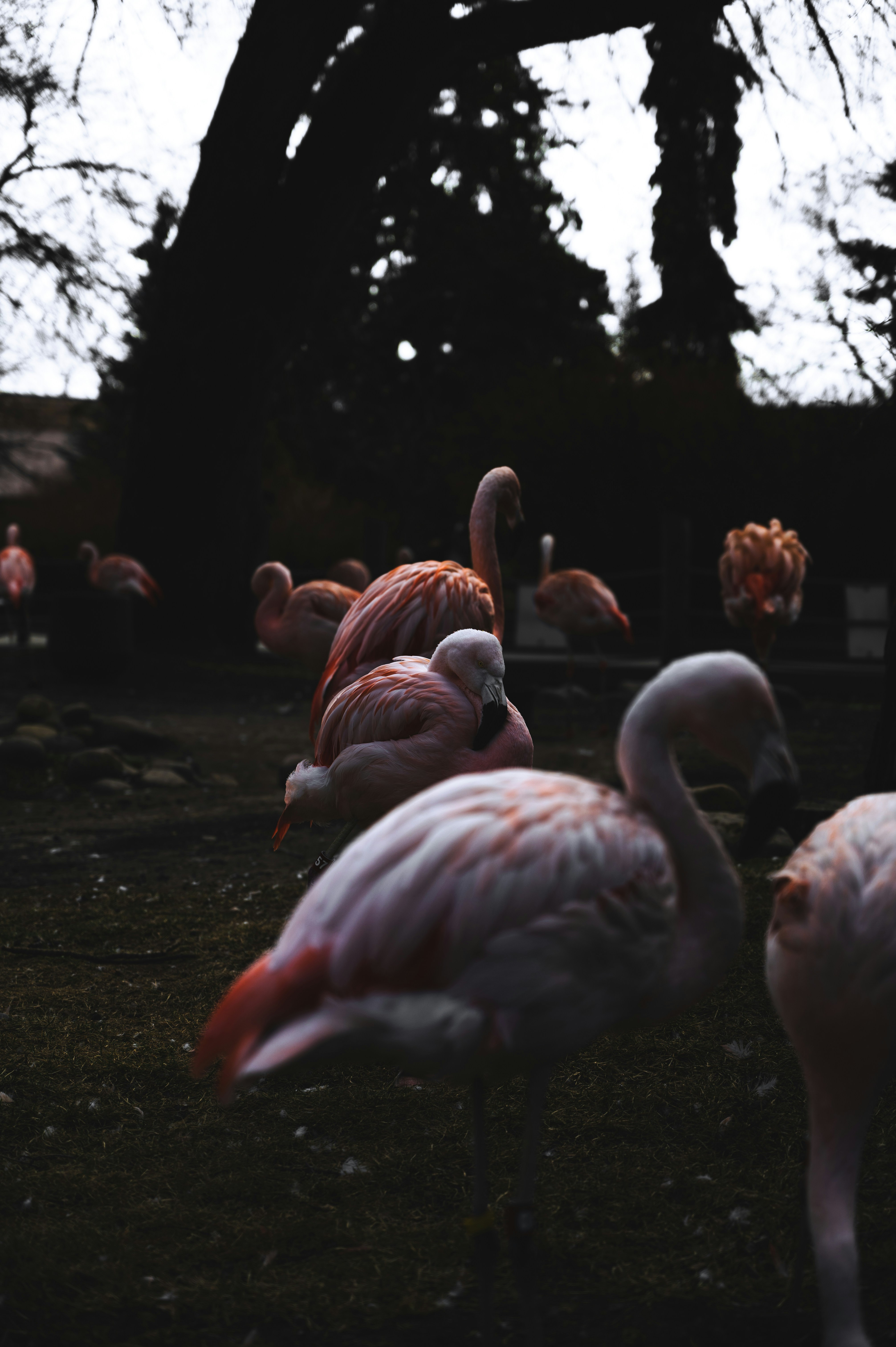 Twilight Flock: Flamingos Rest in a Dim Enclosure