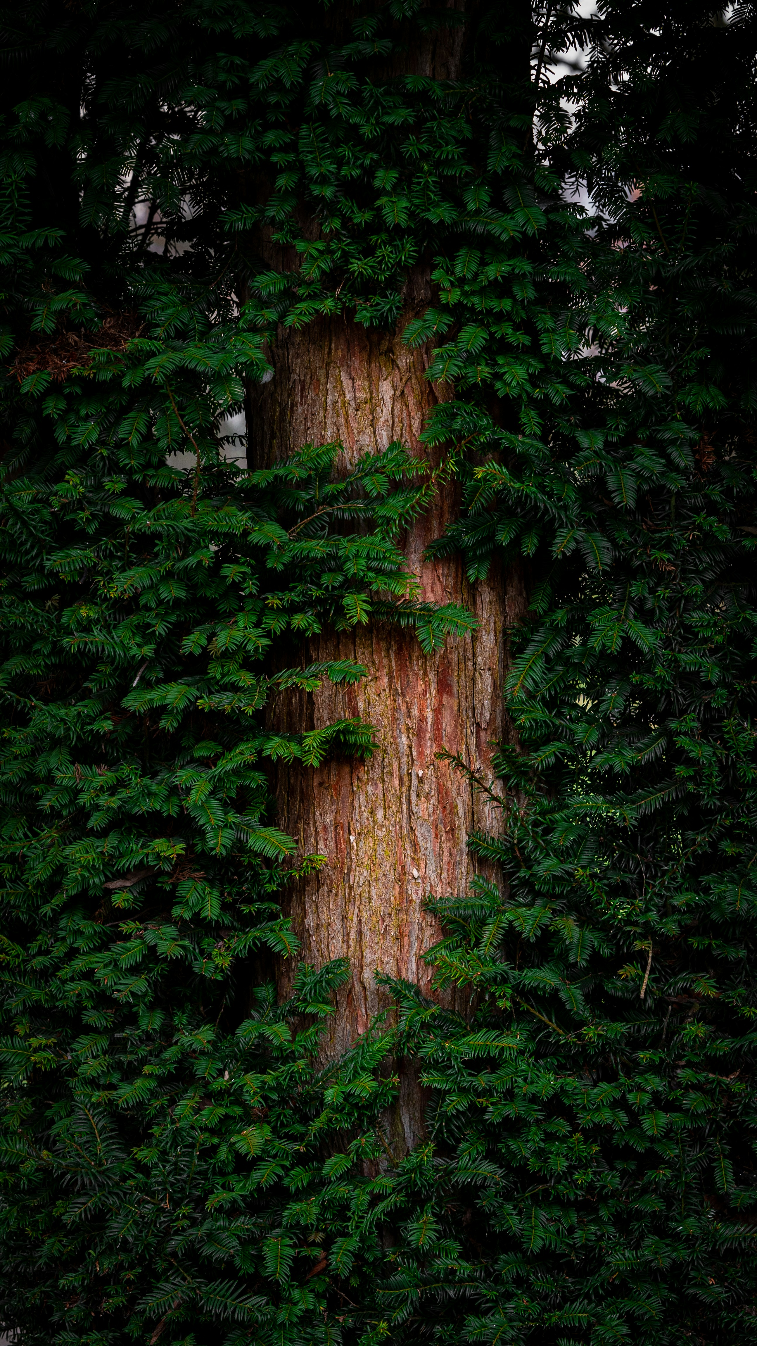 Tree Trunk Pictures | Download Free Images on Unsplash