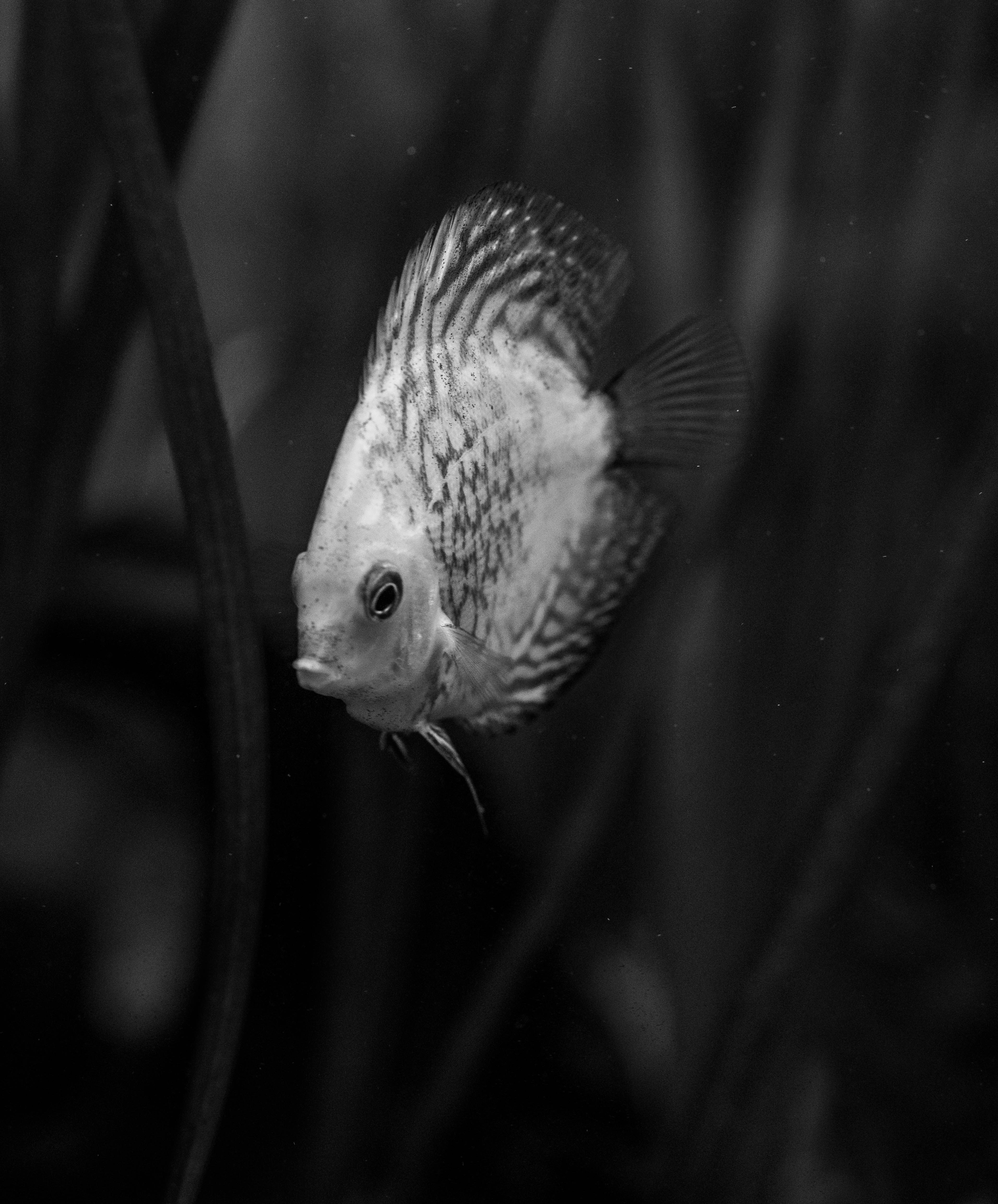 A solitary fish glides through aquatic vegetation, captured in striking black and white. The intricate patterns on its scales contrast against the dark backdrop.