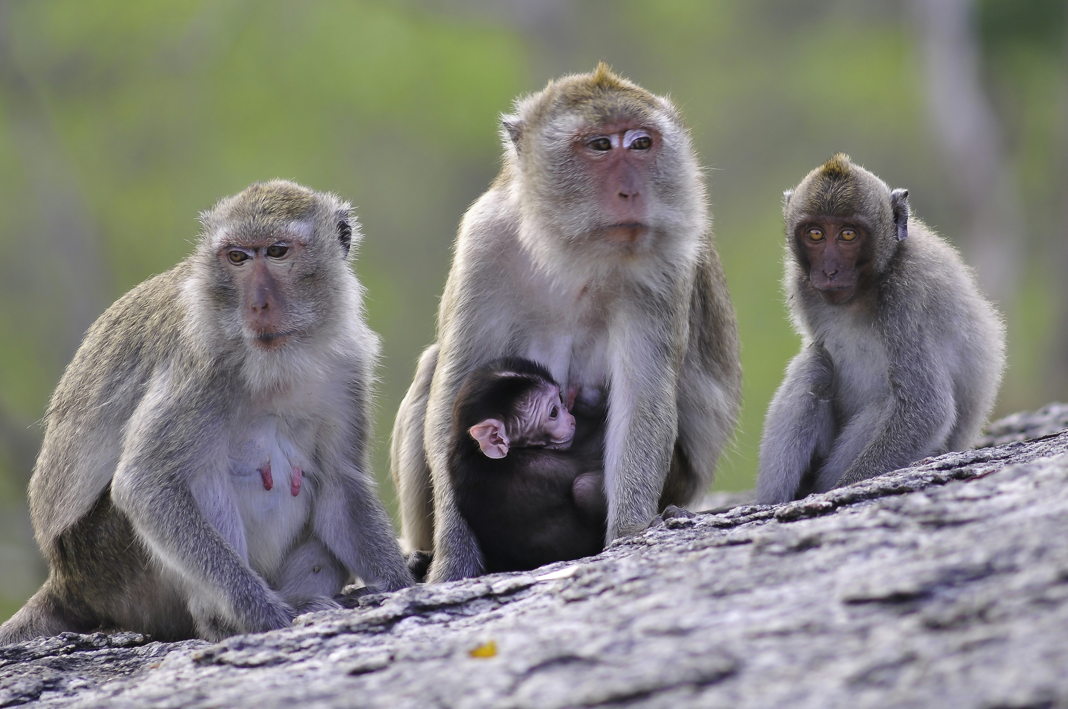 Wild monkeys at dawn in the hills of Hua Hin, Thailand