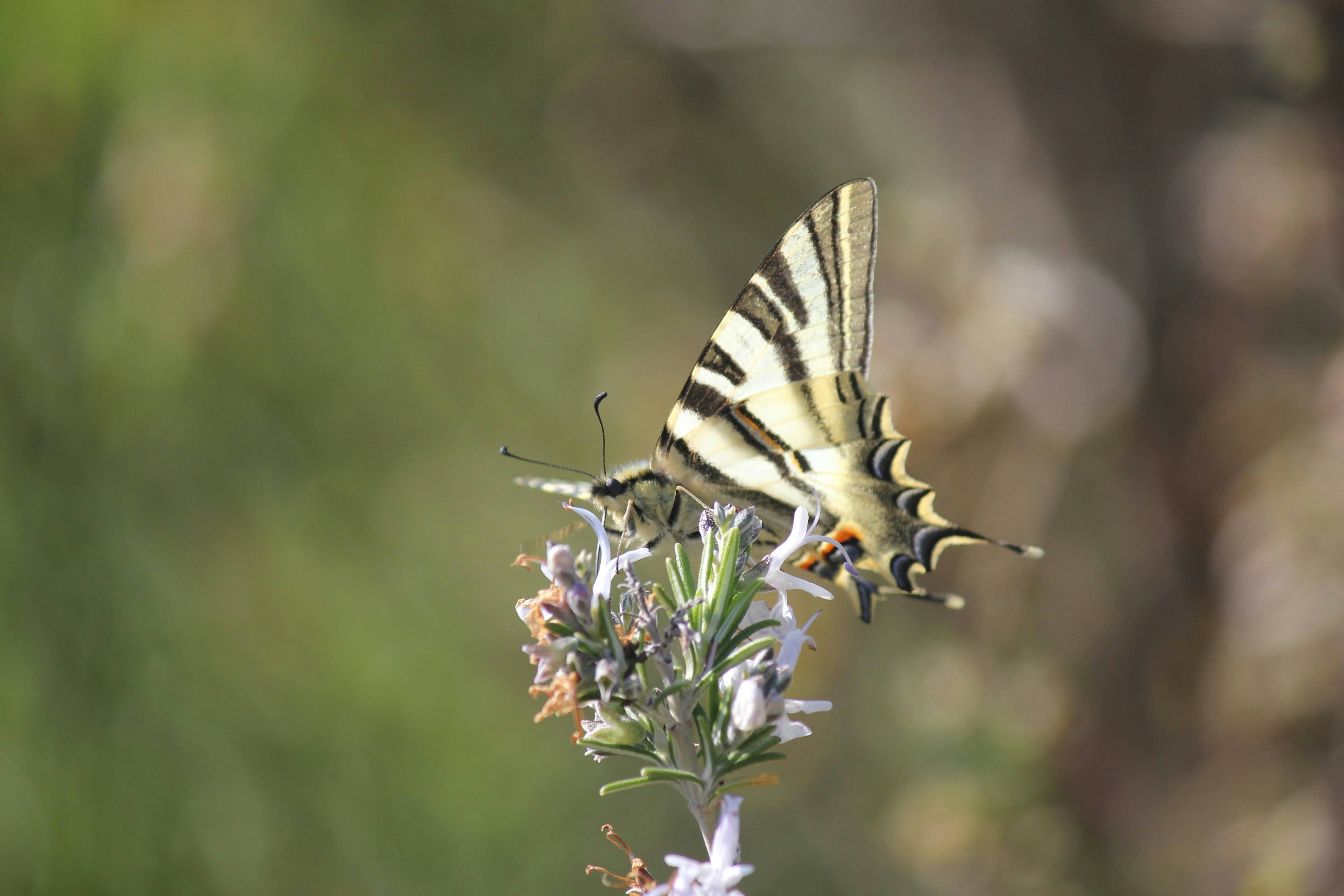 scarce swallowtail butterfly on rosemary flowers