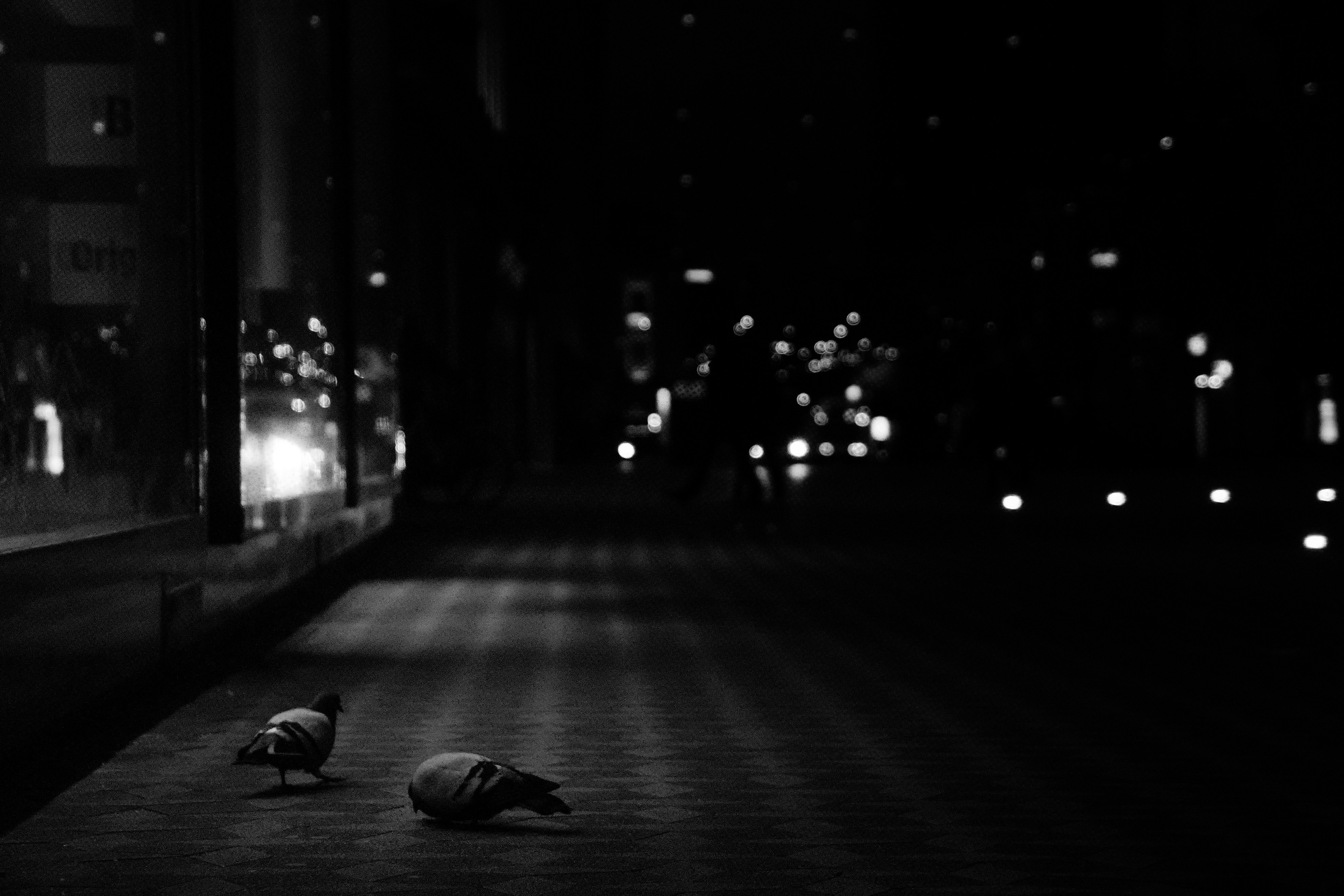 Two Pigeons Beneath Neon Quiet on an Empty City Walk