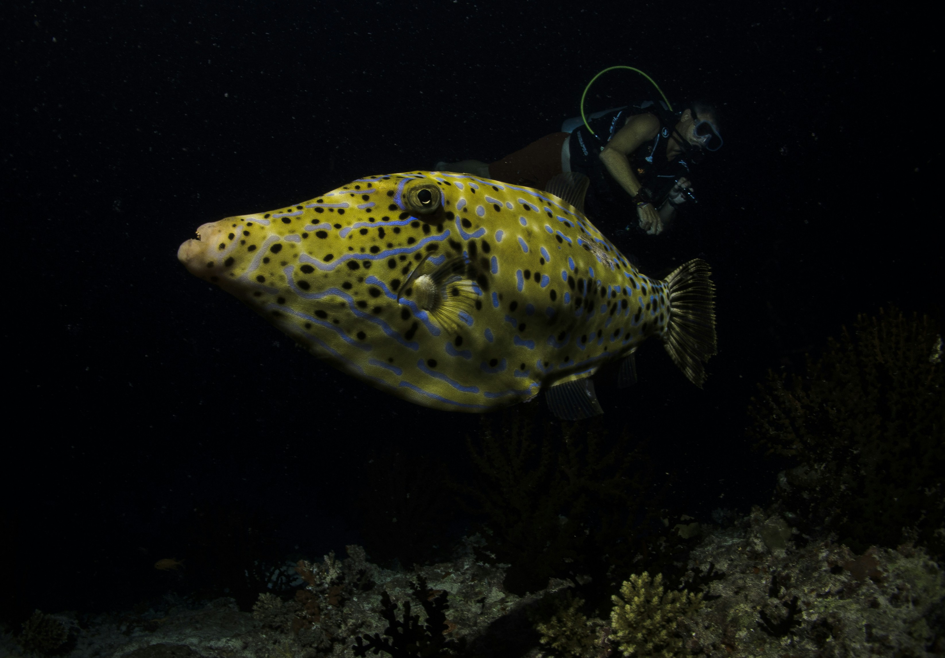 Poisson jaune et noir dans l'eau photo – Photo Maldives Gratuite sur ...