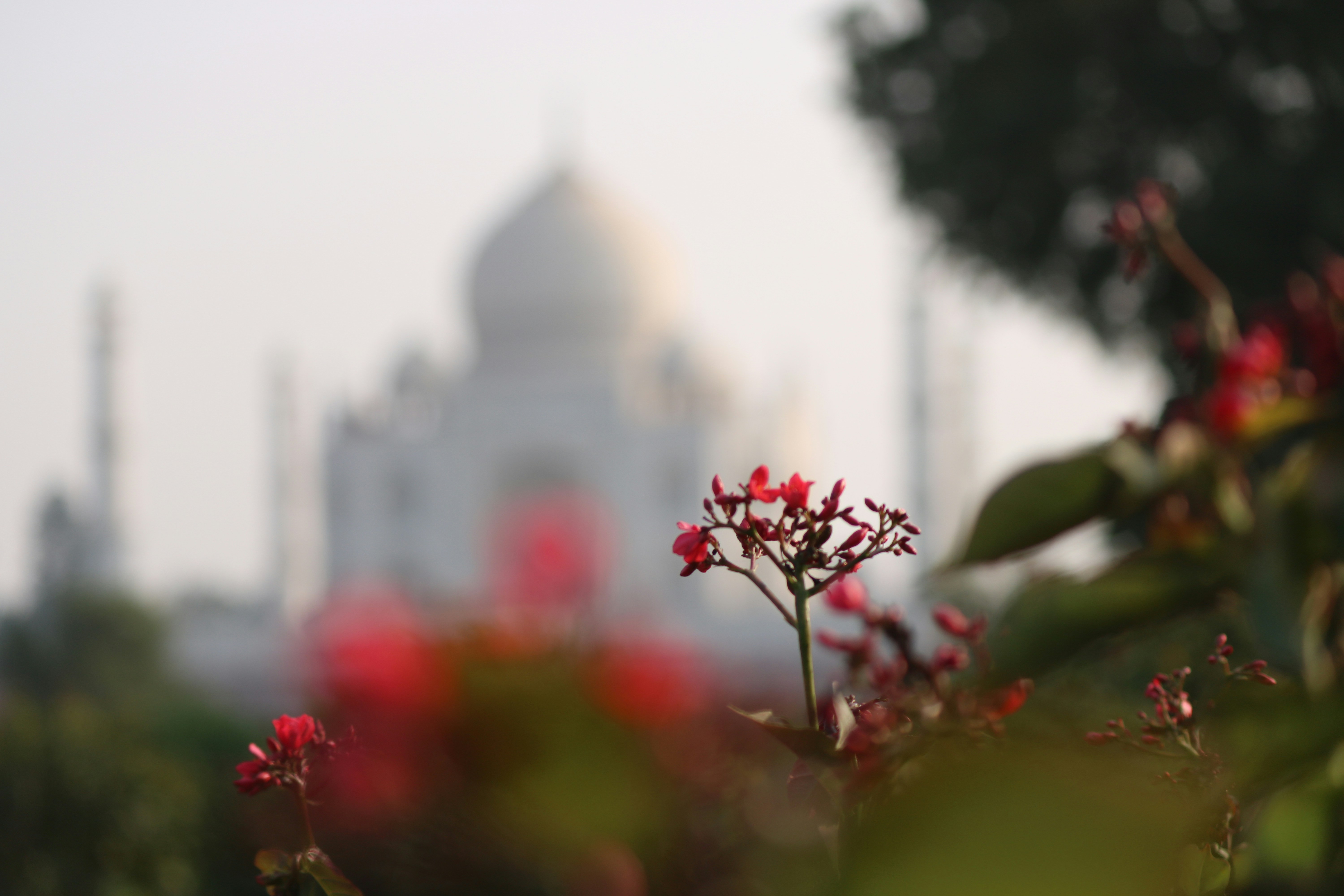 Red flowers in focus with the Taj Mahal blurred in the background.