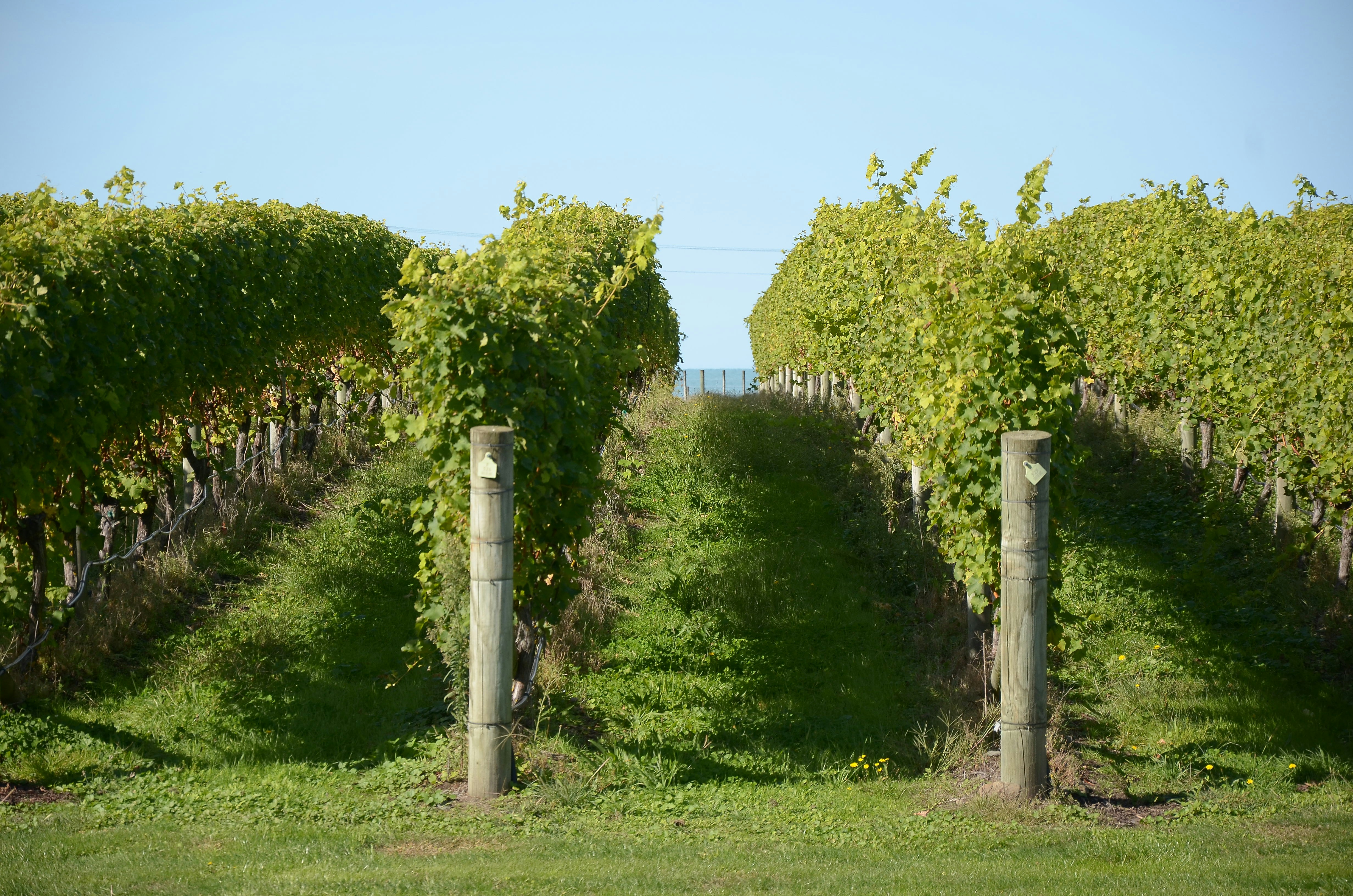 Vineyard Aisle: Sunlit Rows Leading to Distant Horizon