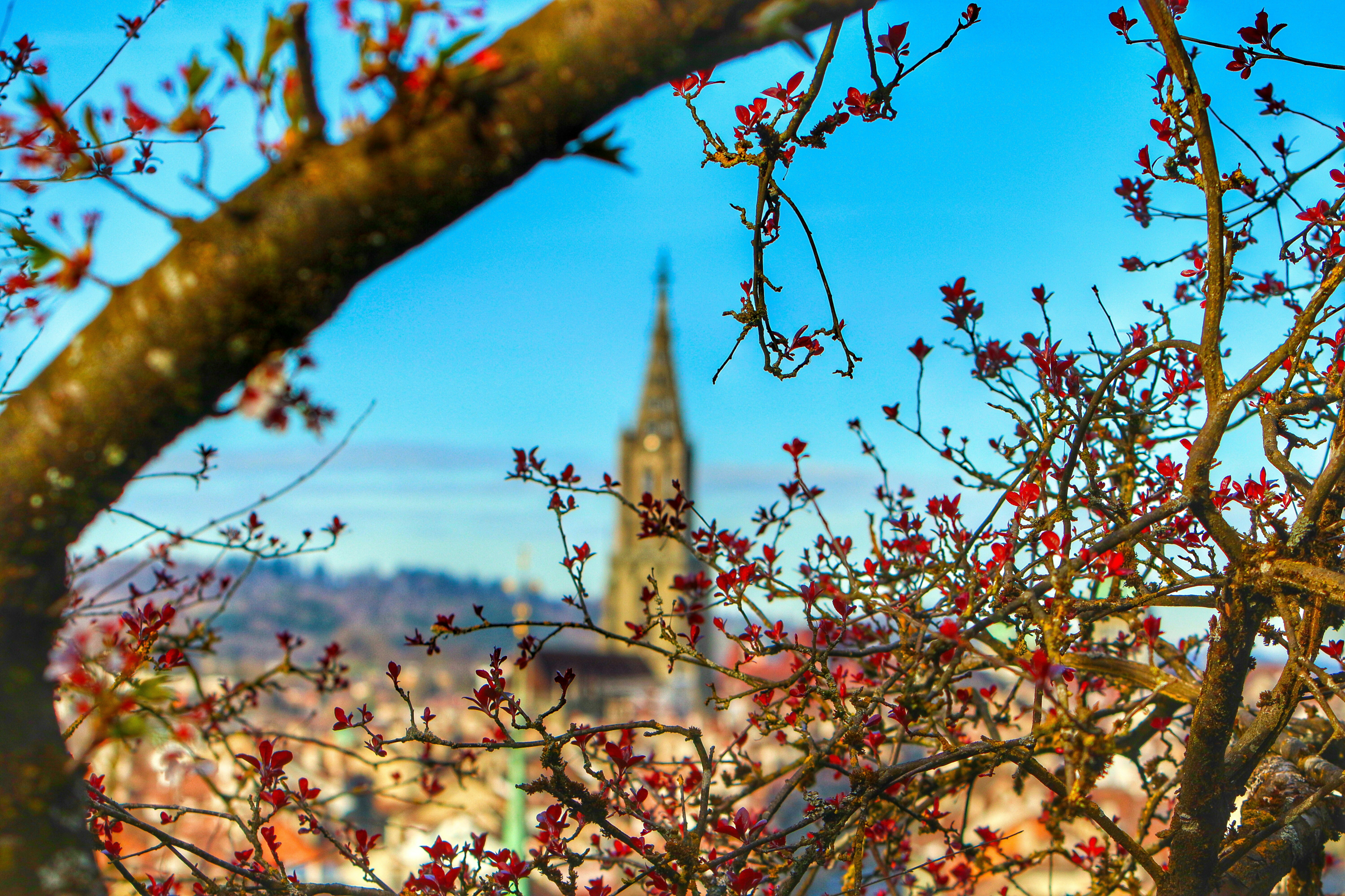 Blossoms Framing Bern's Iconic Münster