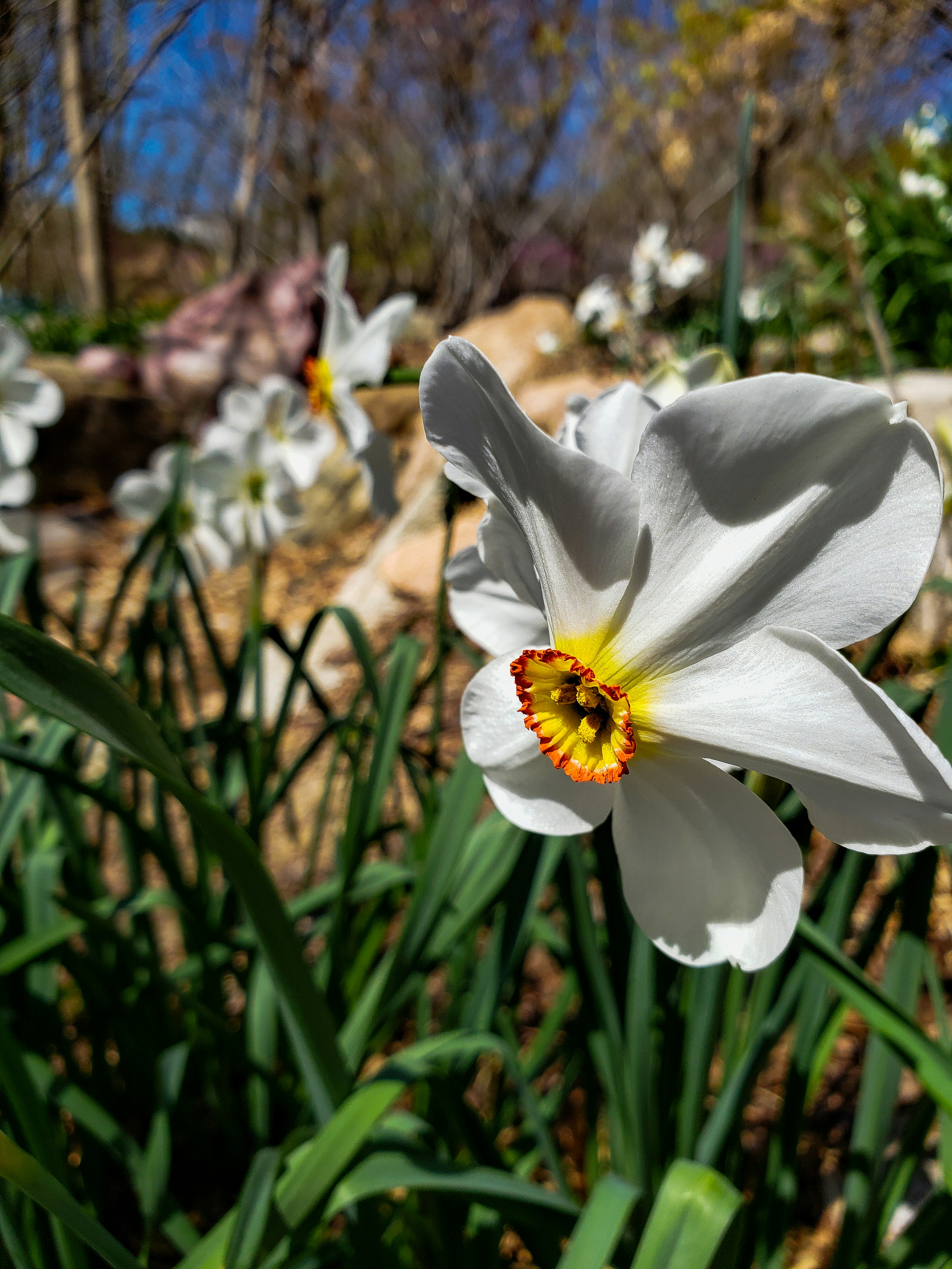 White daffodil in sharp focus against a sunlit garden blur