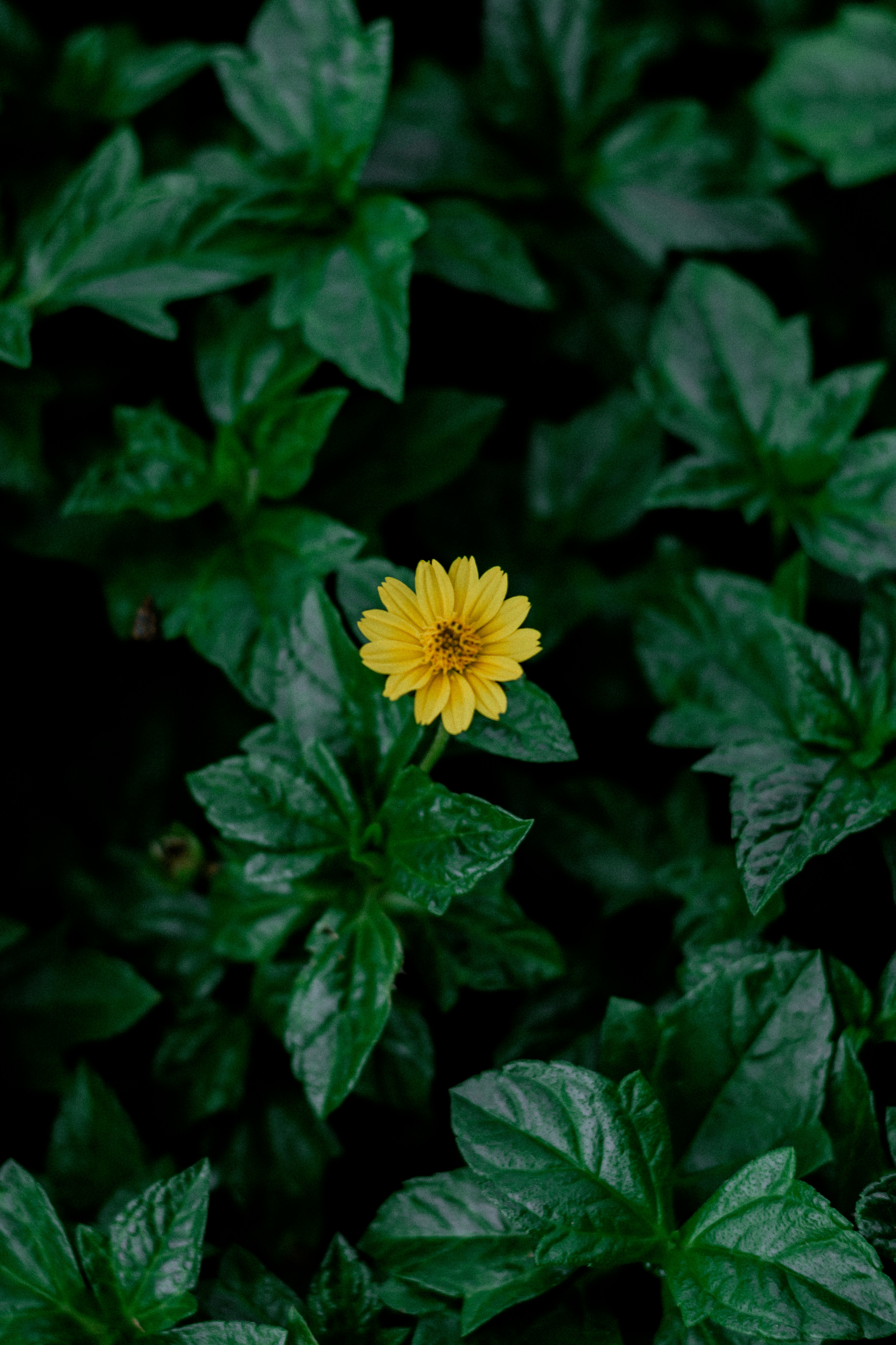 Bright yellow flower emerging from a dense backdrop of dark green leaves.