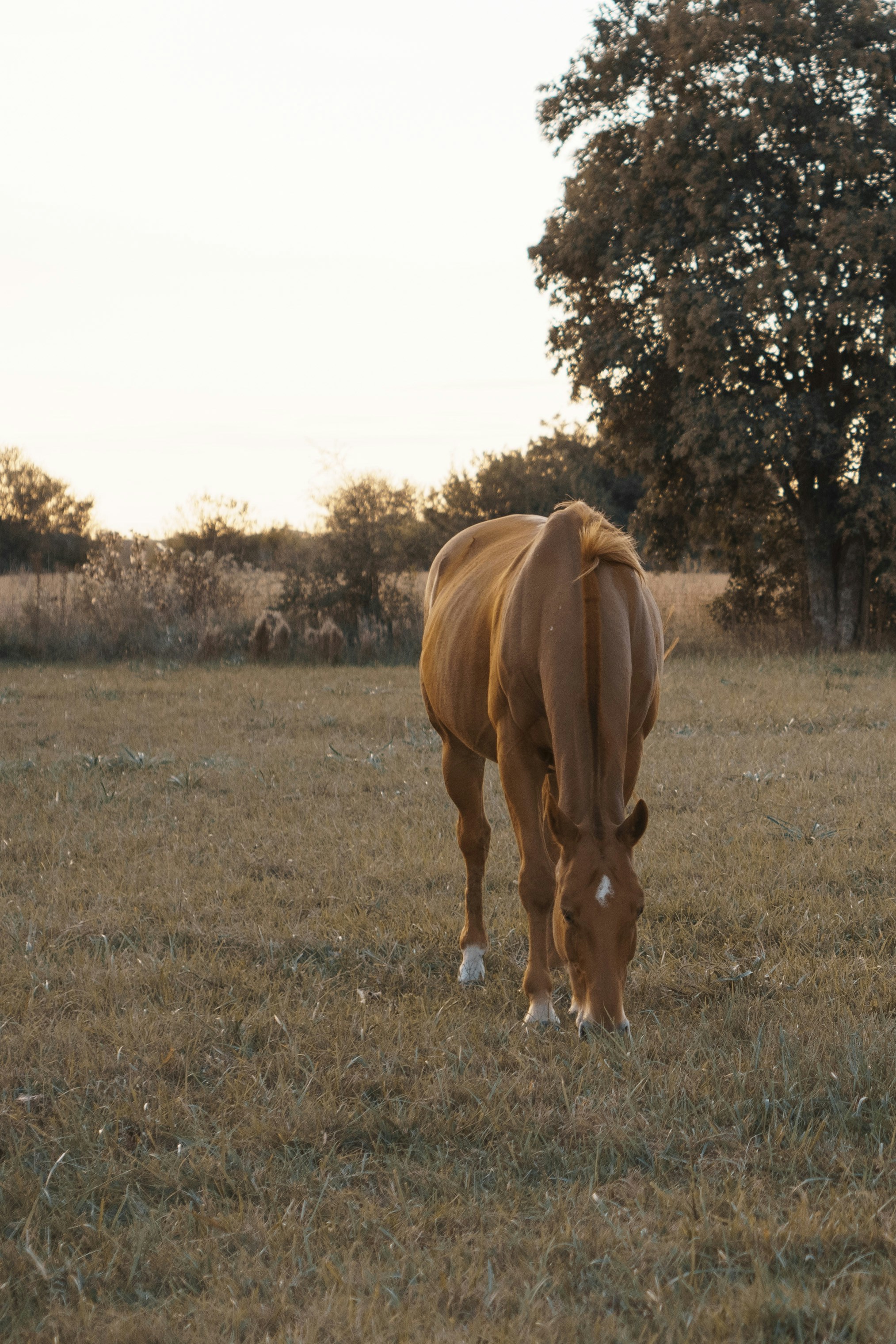 Gold-Touched Grazing: Chestnut in a Quiet Sunset Field