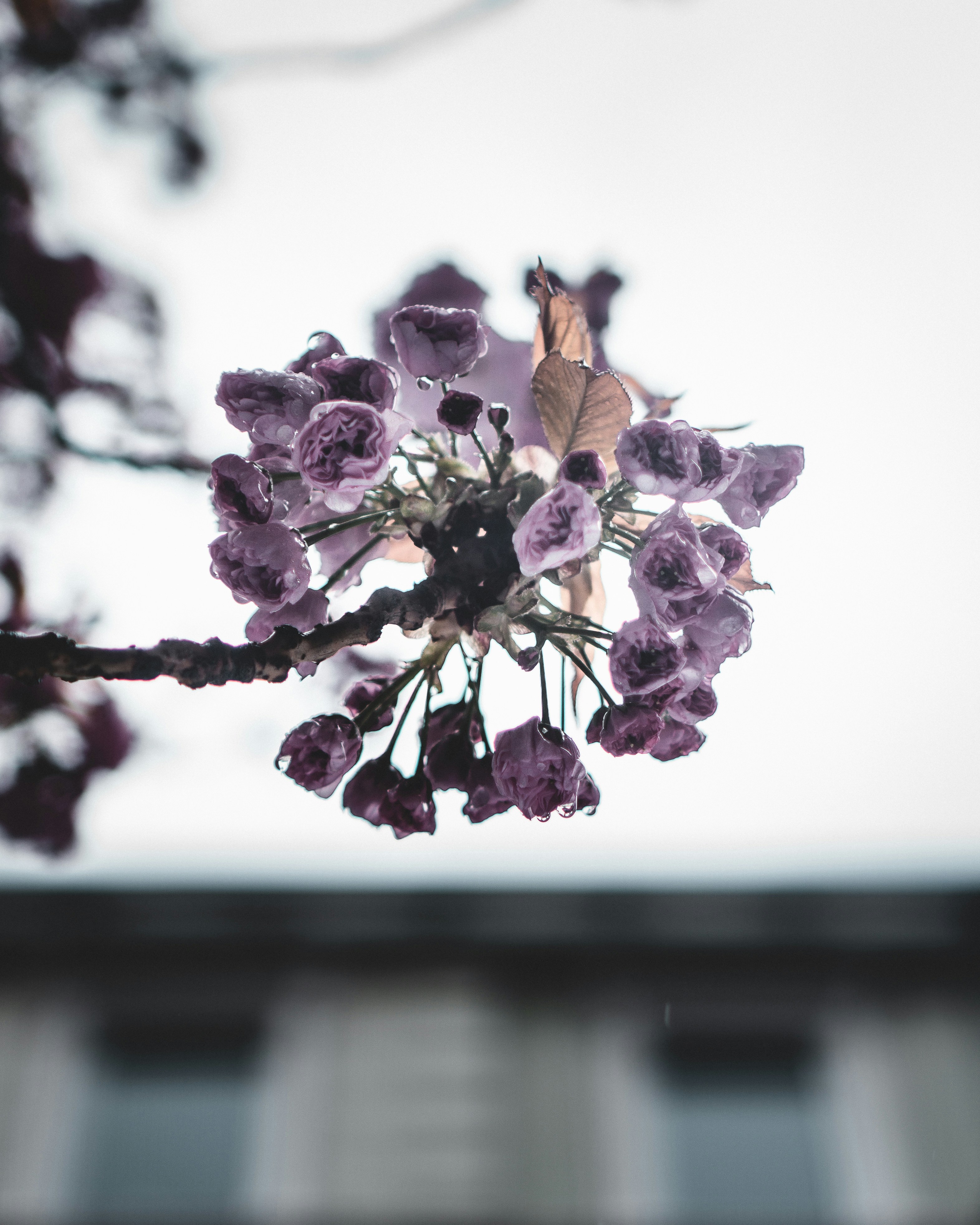 Blooming Purple Bouquet Under Soft Winter Light