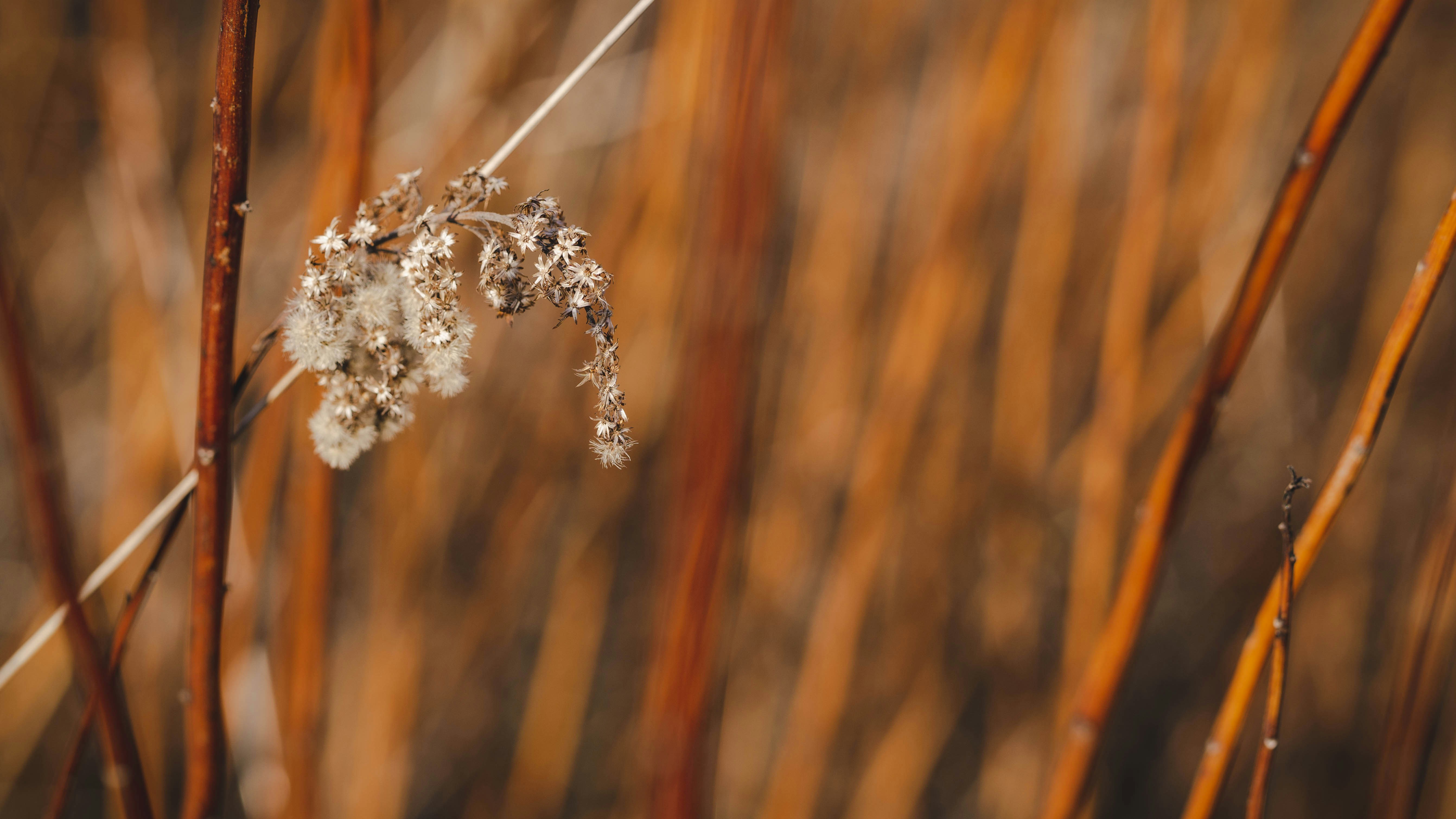 Delicate white flowers suspended against a backdrop of vibrant orange reeds, capturing the essence of a tranquil autumn day.