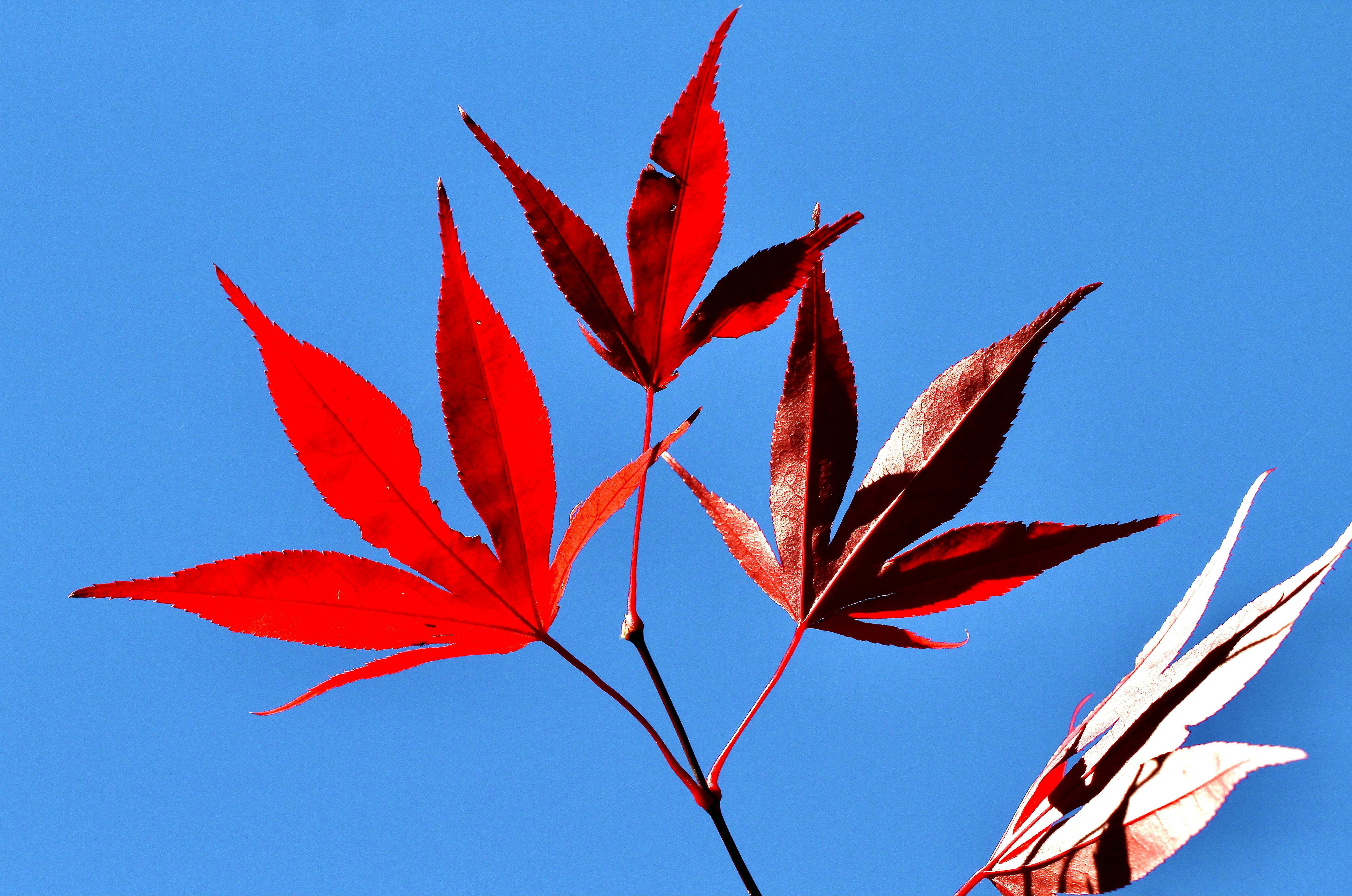 Vibrant red maple leaves silhouetted against a clear blue sky, showcasing the beauty of autumn foliage.