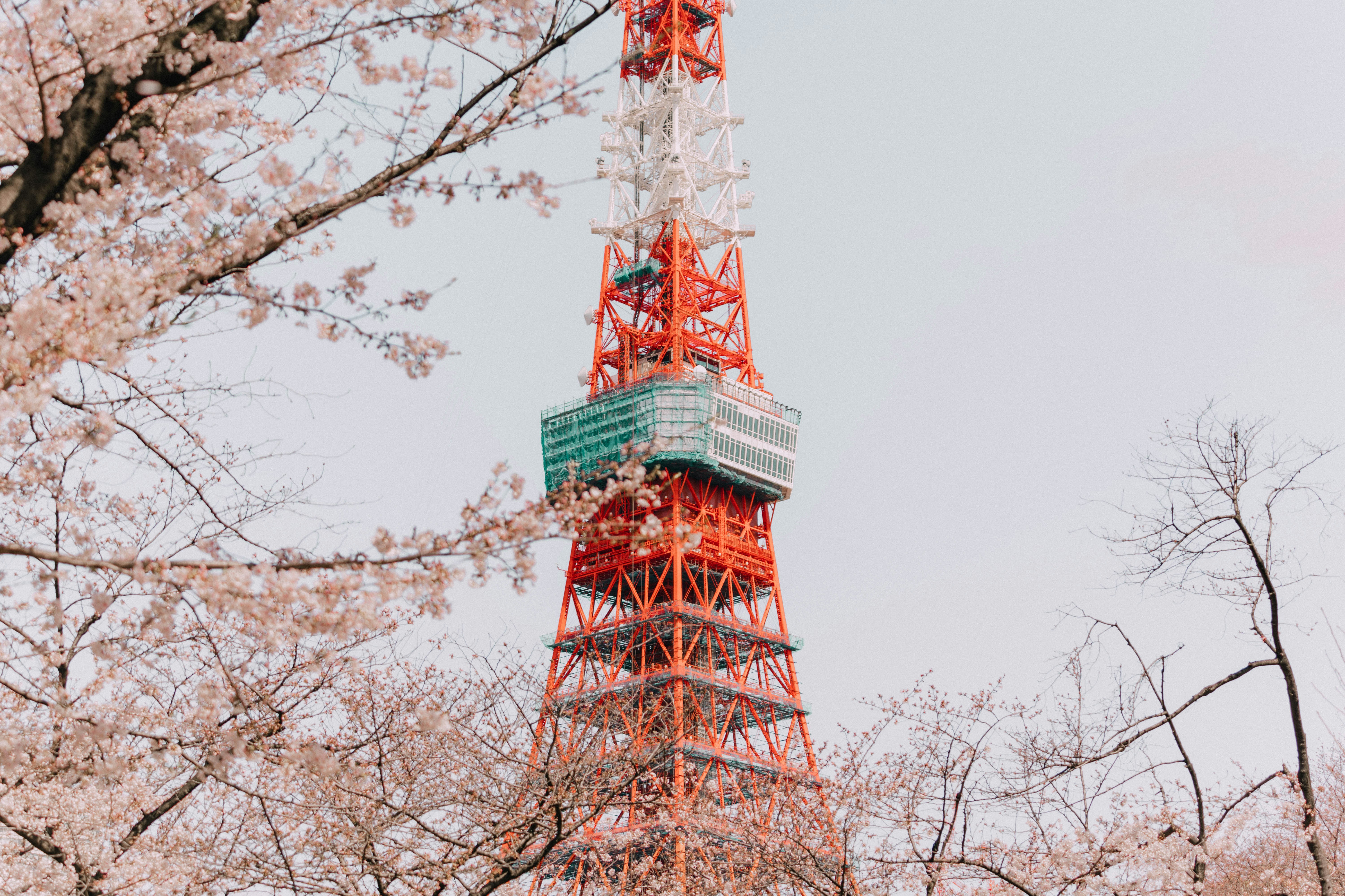Tokyo Tower rises amidst blooming cherry blossoms, showcasing a harmonious blend of nature and architecture.