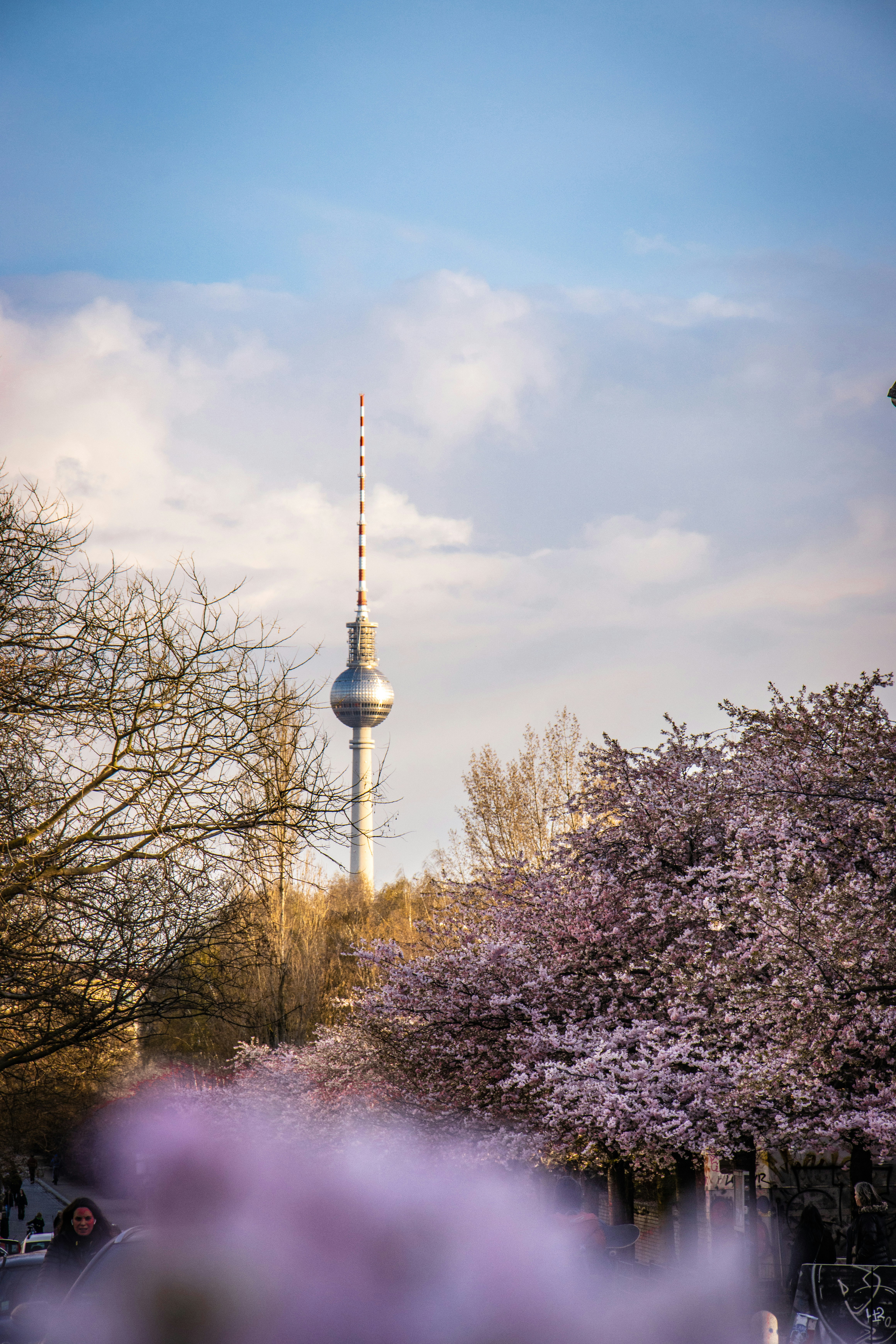Spring Blossom Frame: Berlin TV Tower Rising Through Pink Canopies