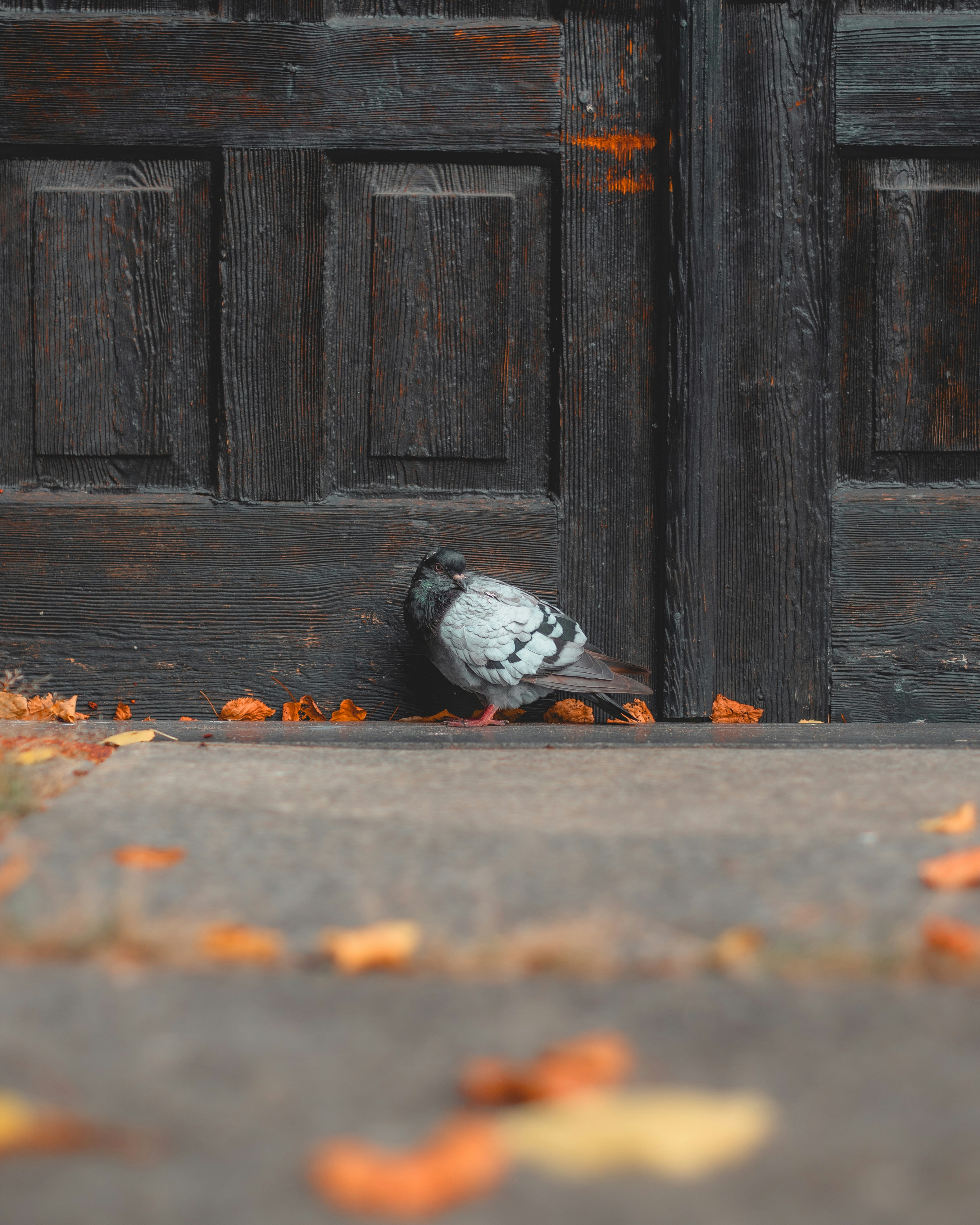 Pigeon pecking near old wooden doors surrounded by scattered orange leaves.