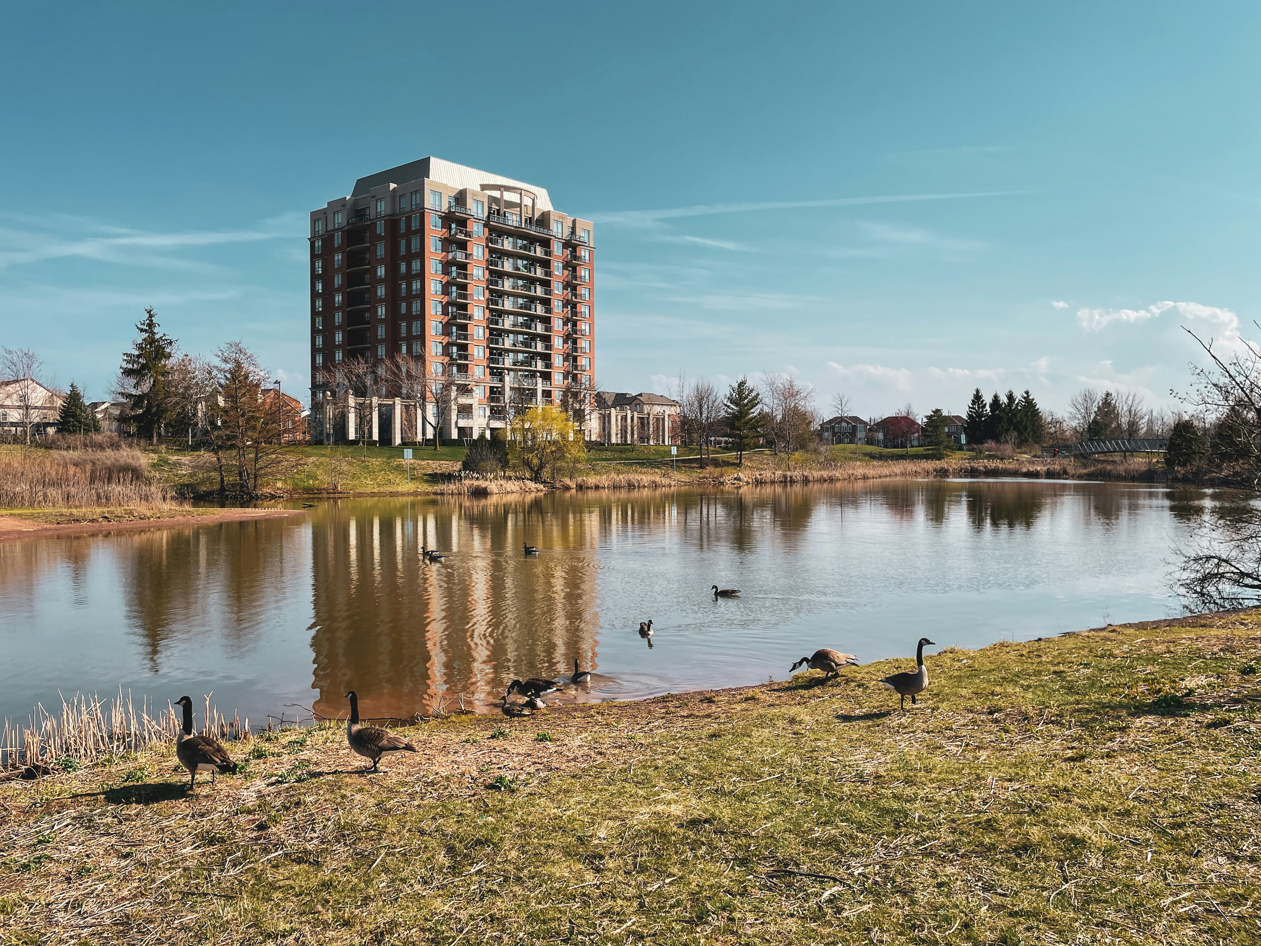 Geese grazing by a tranquil pond reflecting a tall apartment building under a clear blue sky.