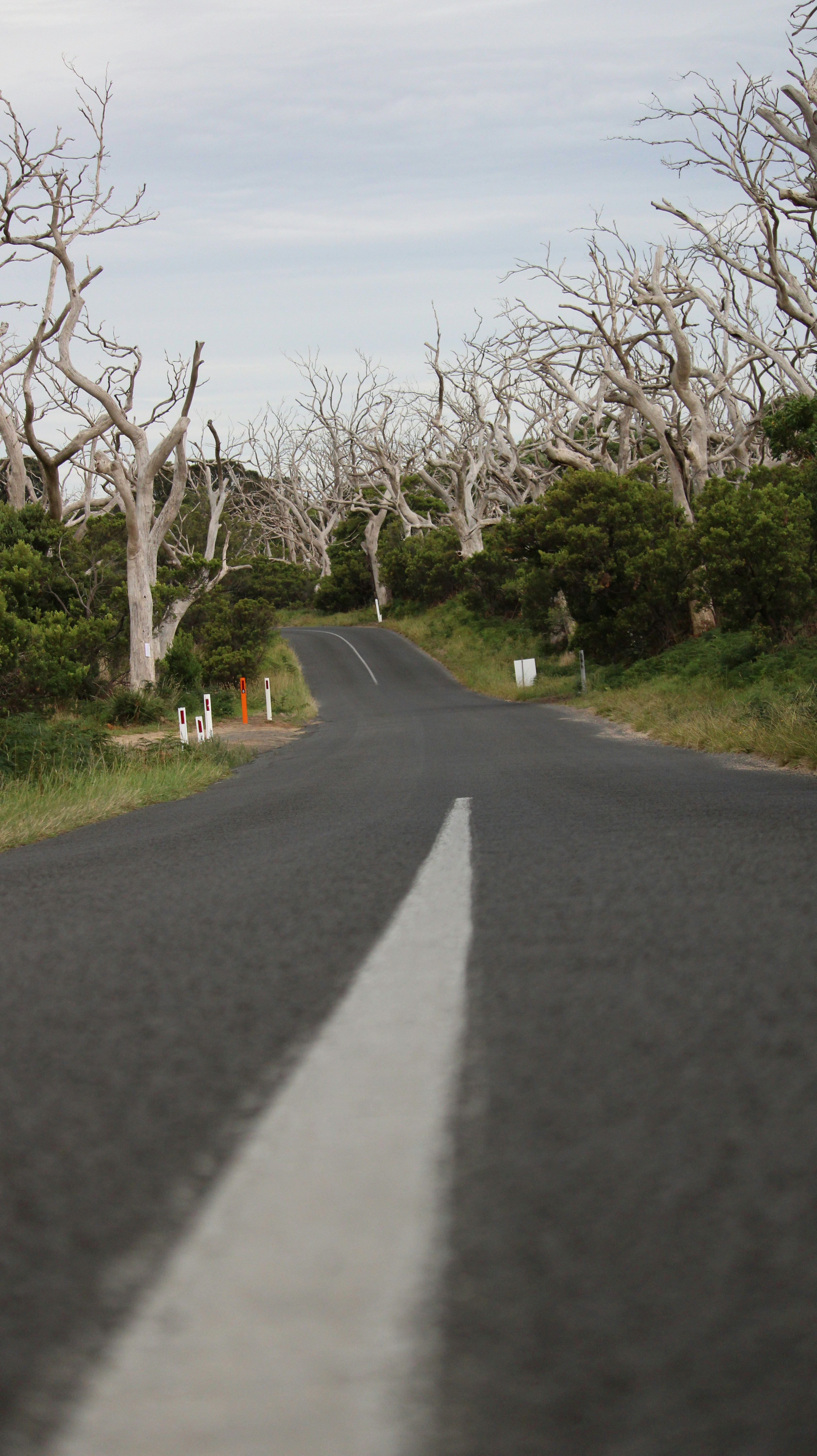 Deserted Road Through Bleached Shoreline Trees