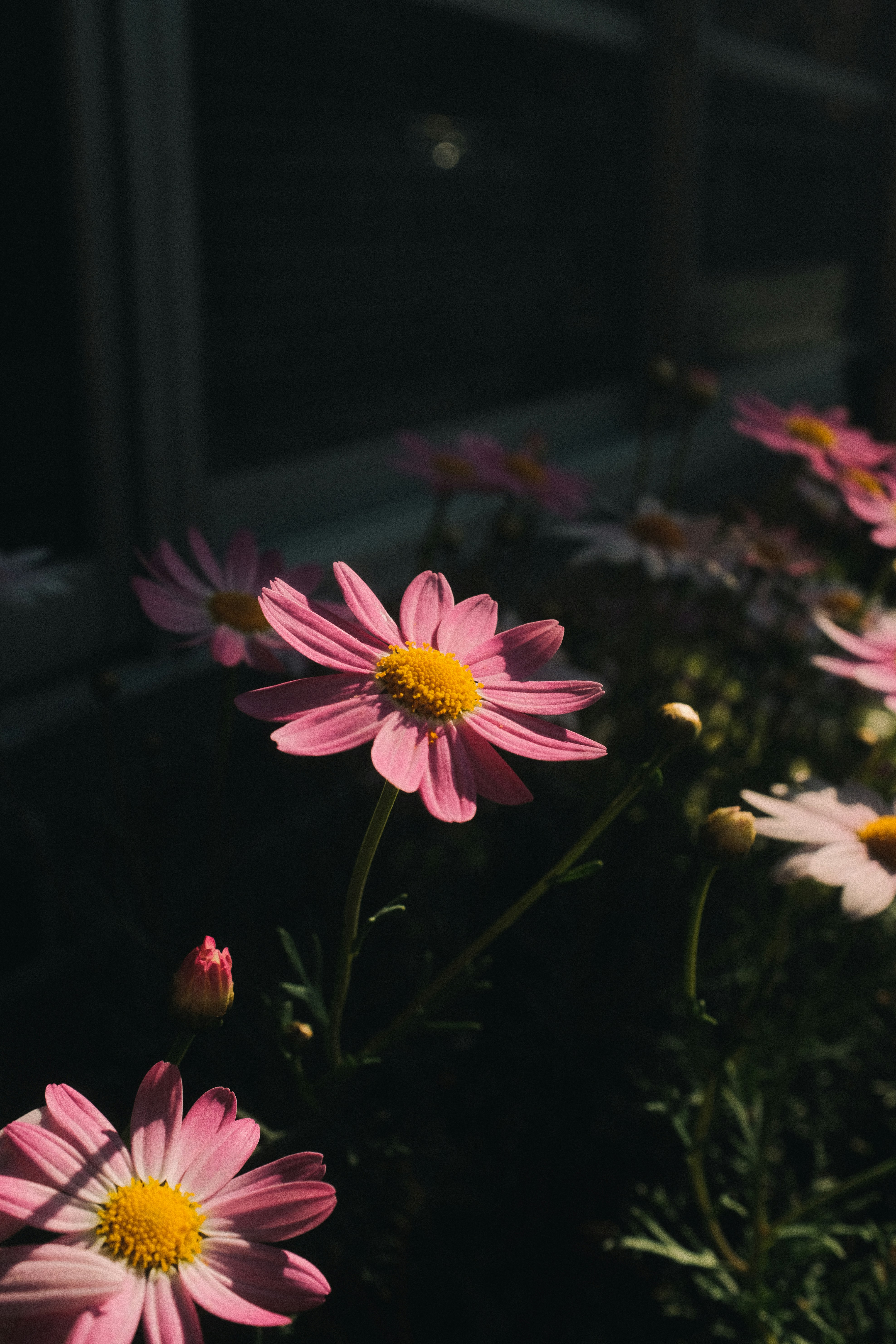 pink and yellow flower in tilt shift lens