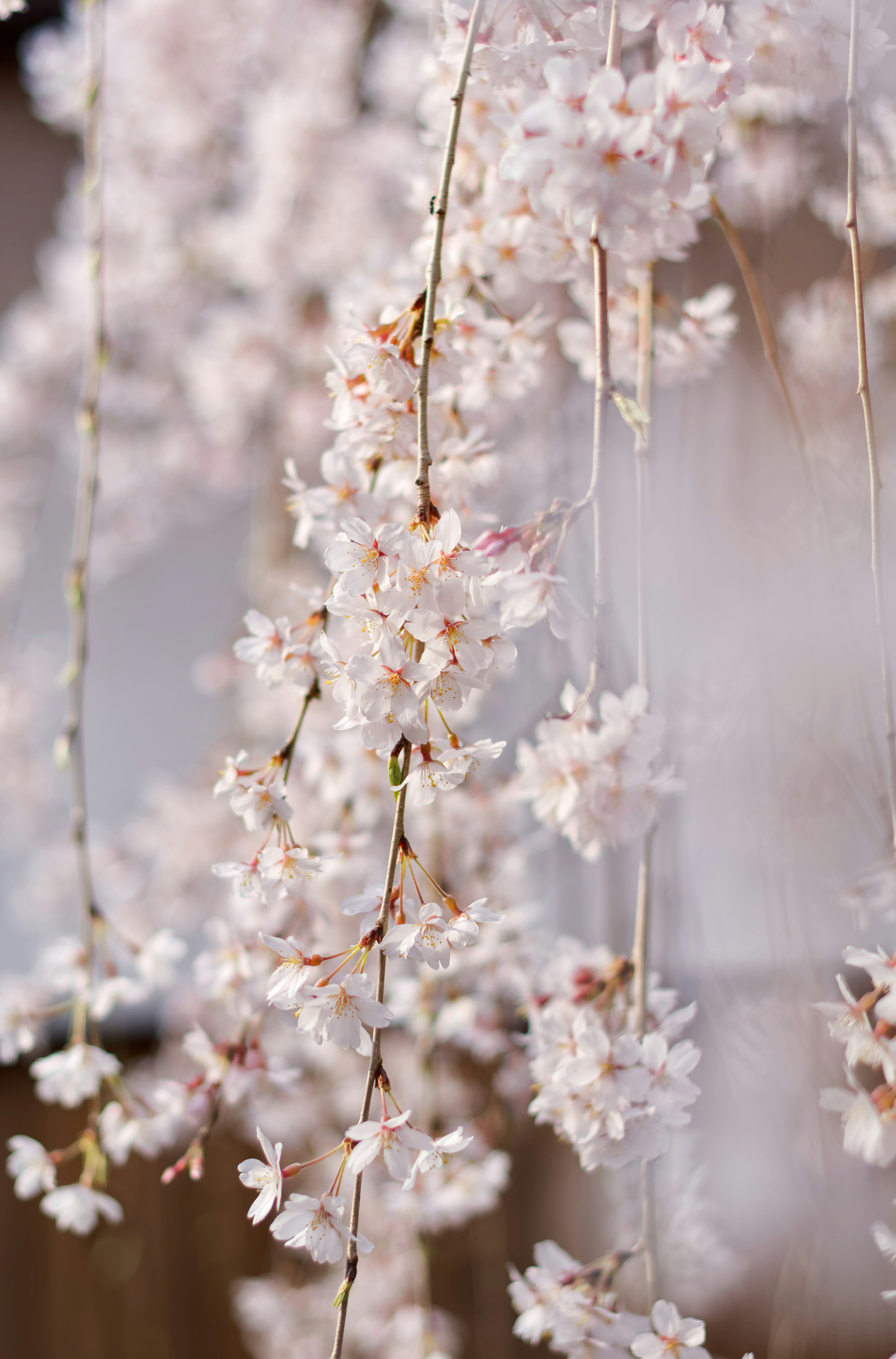 Weeping Cherry Cascade in Gentle Spring Light