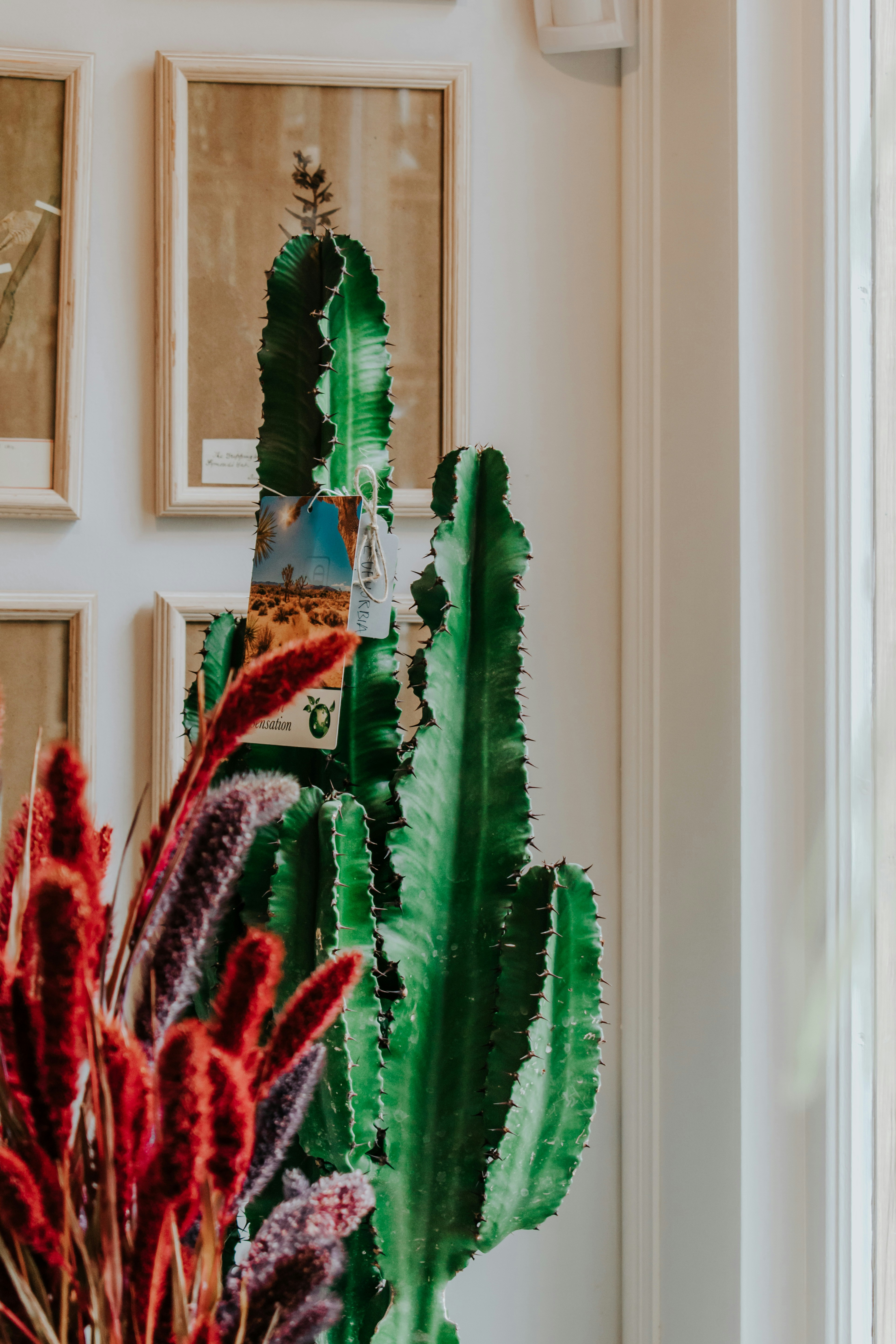 Green Sanctuary: A Tall Cactus Basks by Framed Exhibits