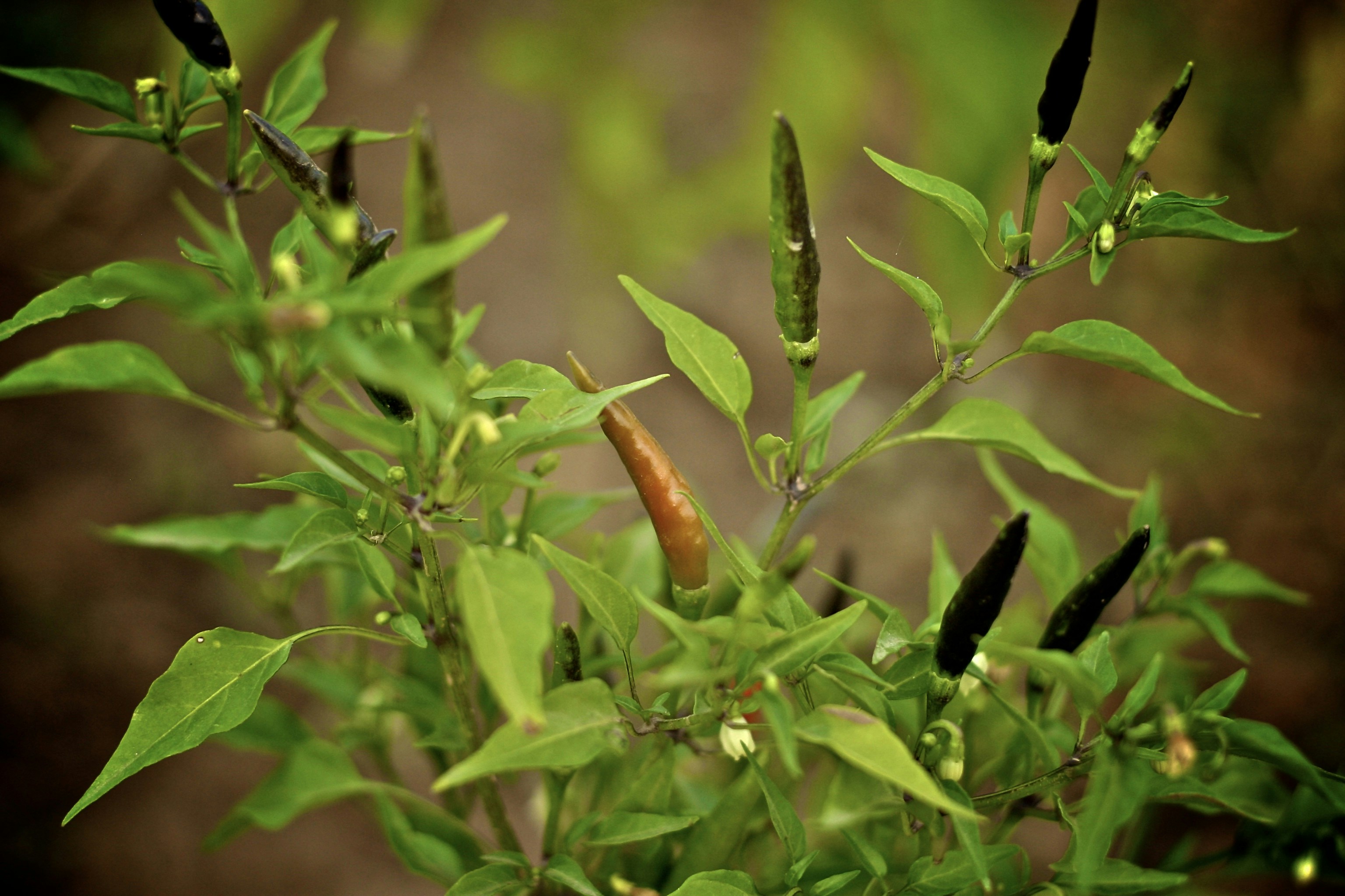 Os Benefícios do Aspargo como Diurético Natural: Descubra Como Esse ...