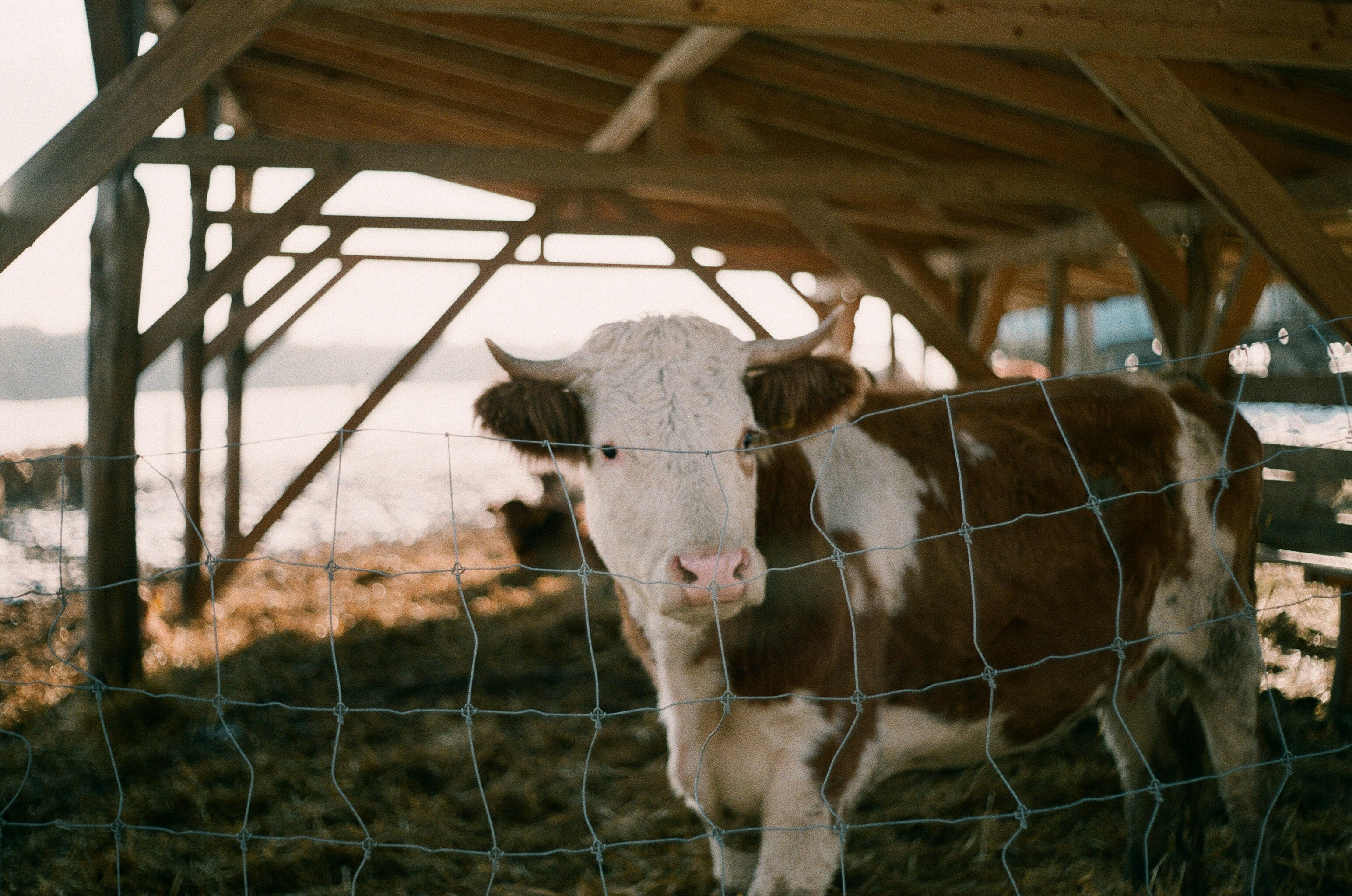 A cow peers through a wire fence inside a wooden shelter, with warm sunlight outlining its face. The scene captures farm life and the animal's calm, curious presence.