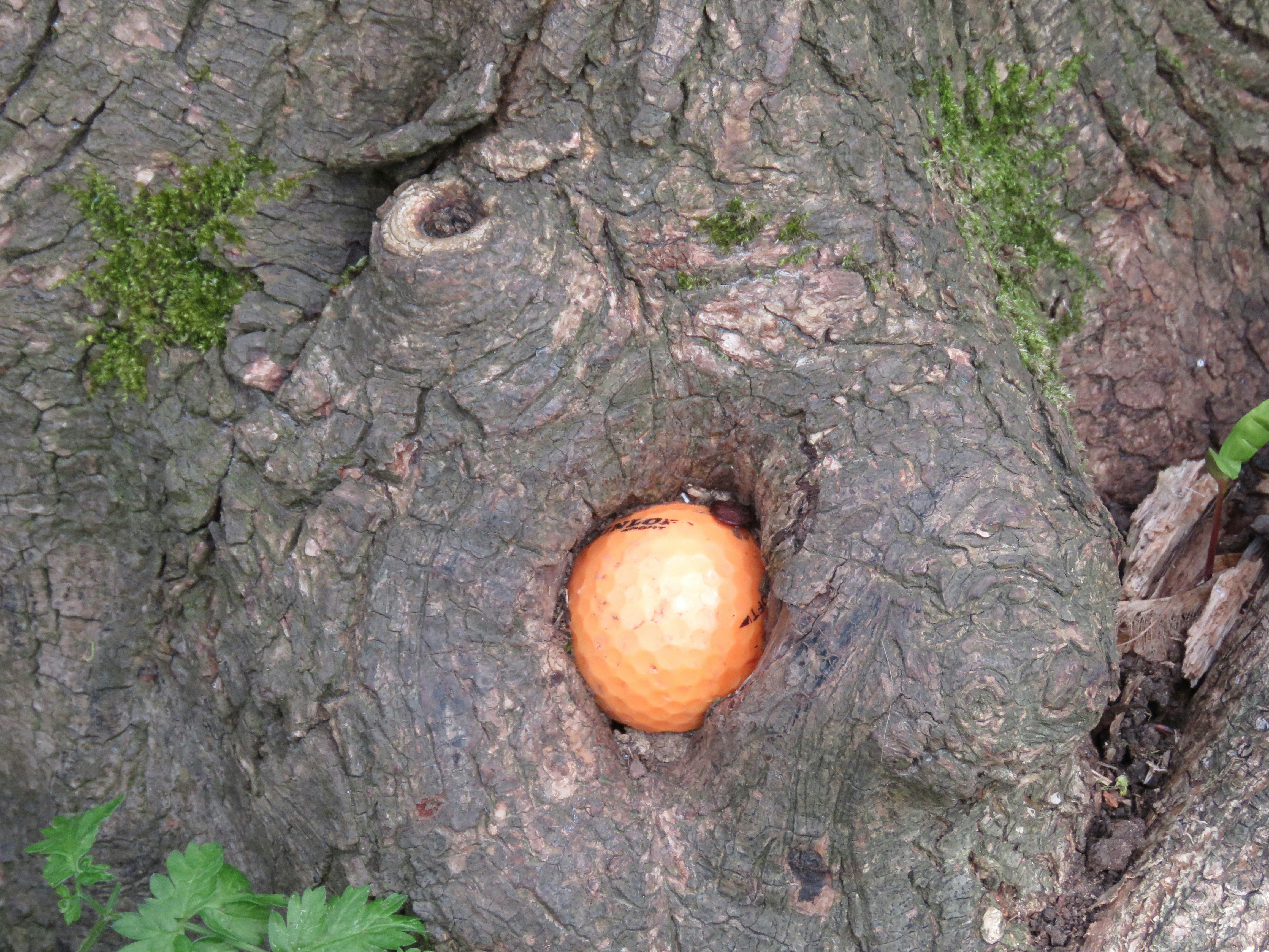 orange fruit on black tree trunk