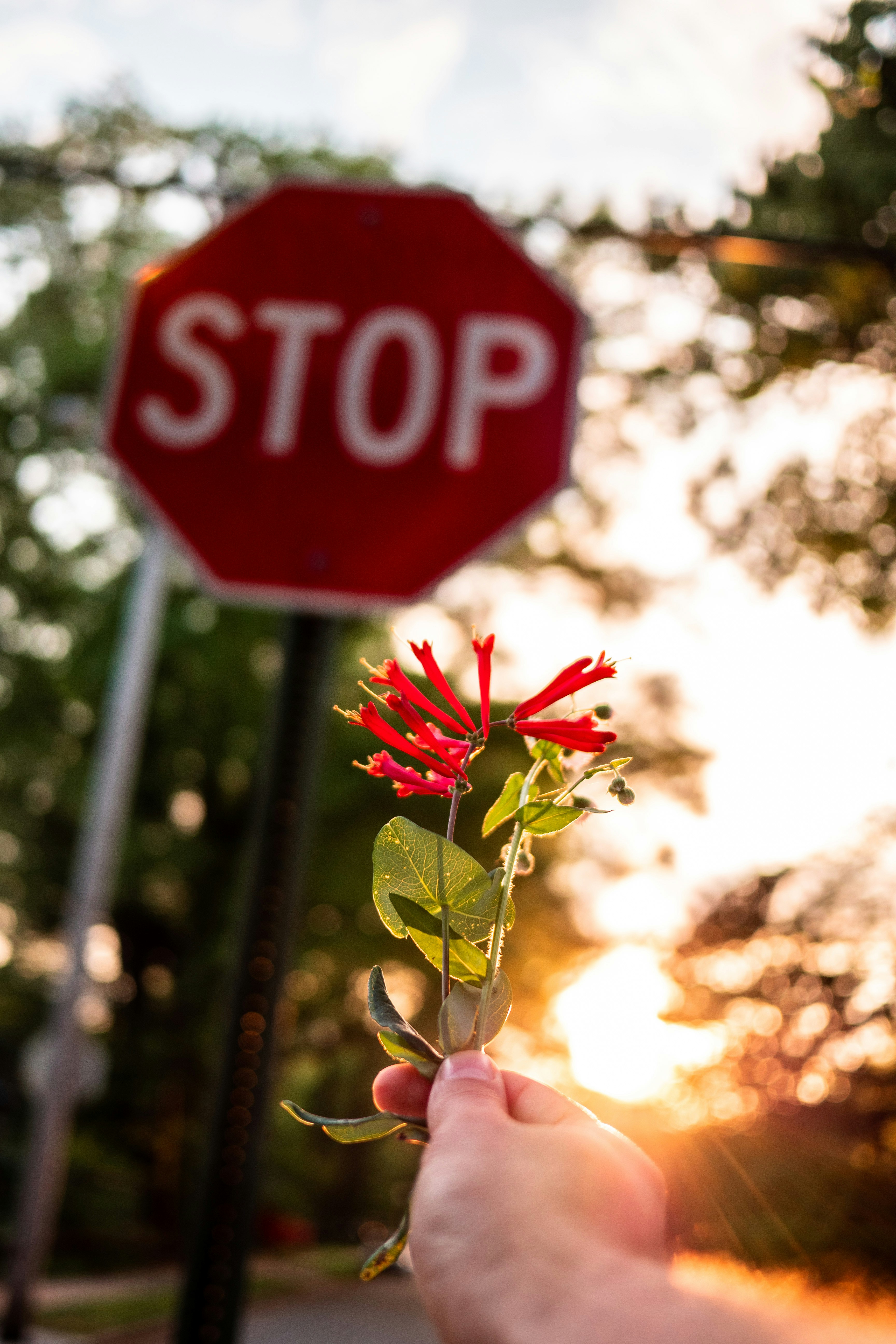 Crimson Bloom in Focus, Framed by a Soft Stop Sign Backdrop