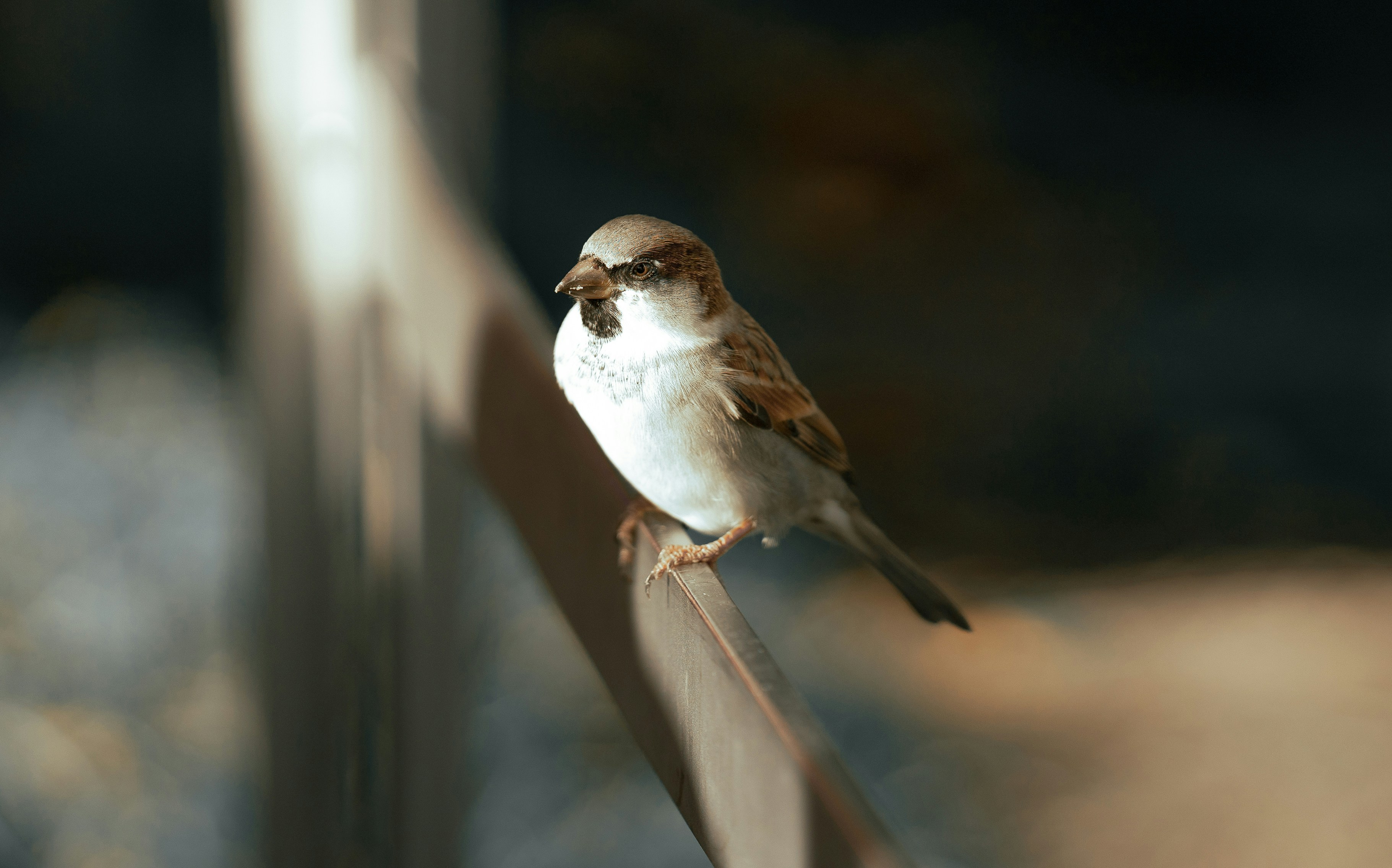 white and brown bird on gray wooden fence