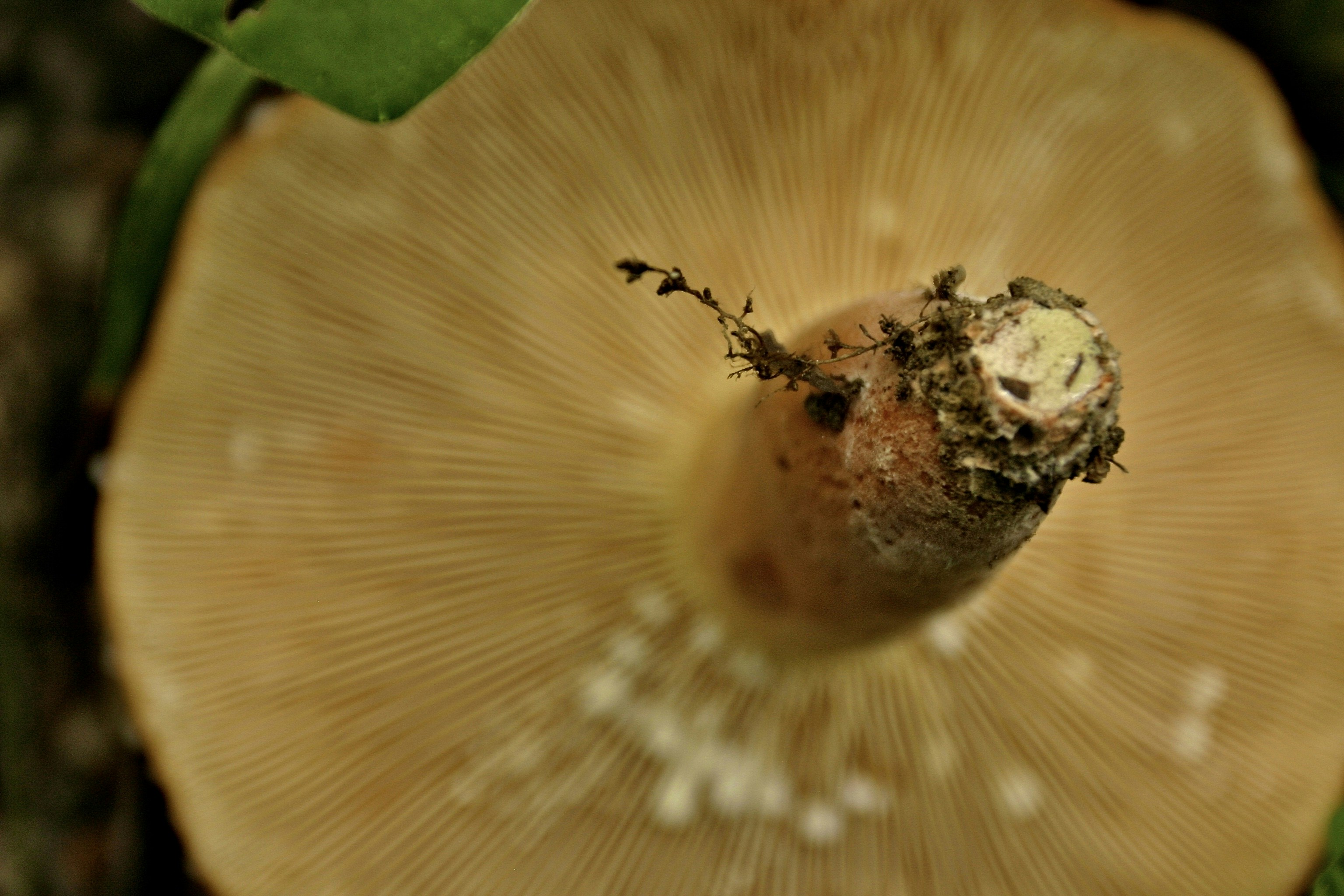 Mushroom Crown: a close-up study of texture and contour on a forest cap