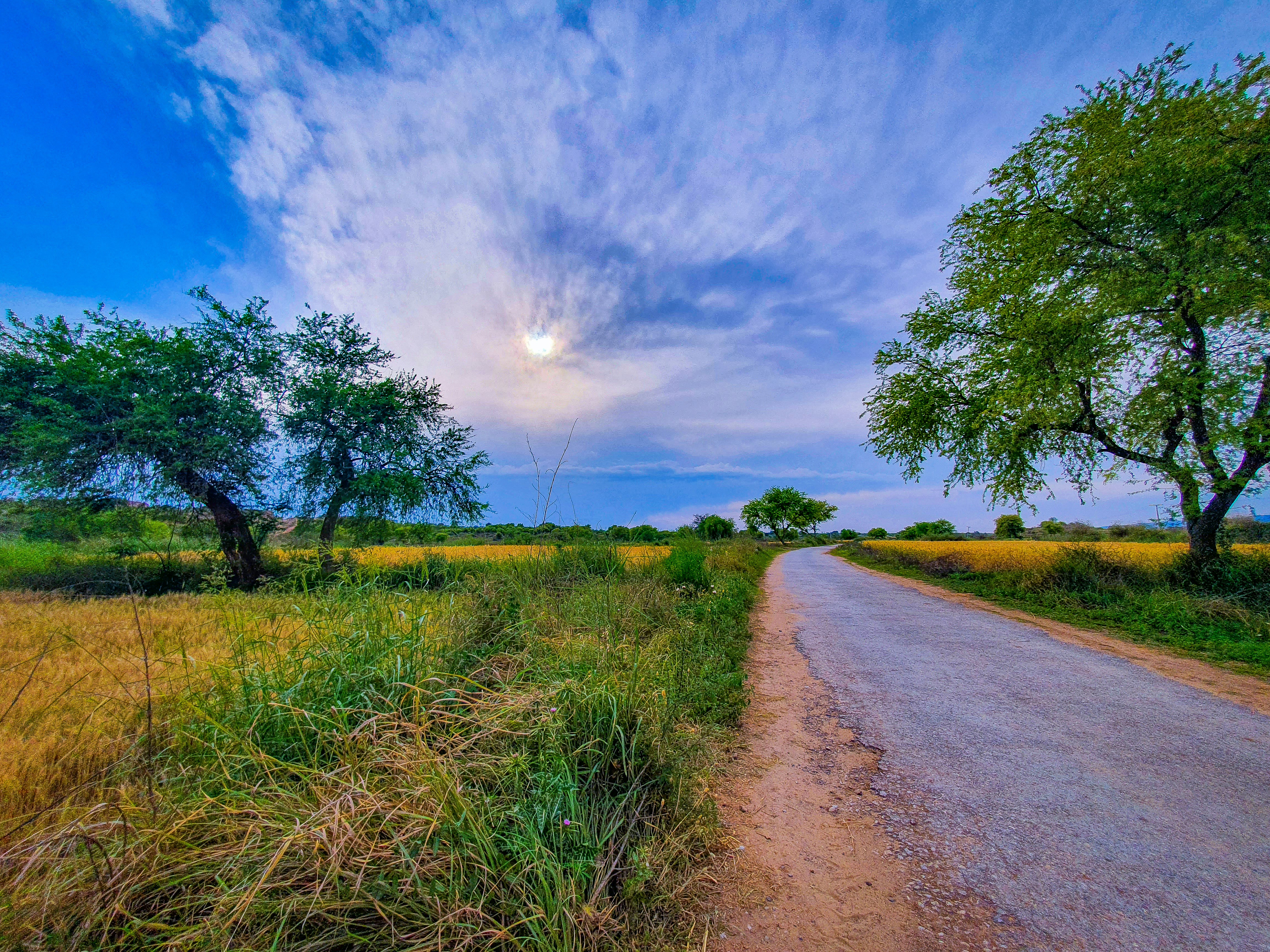 Golden Path Through Verdant Fields