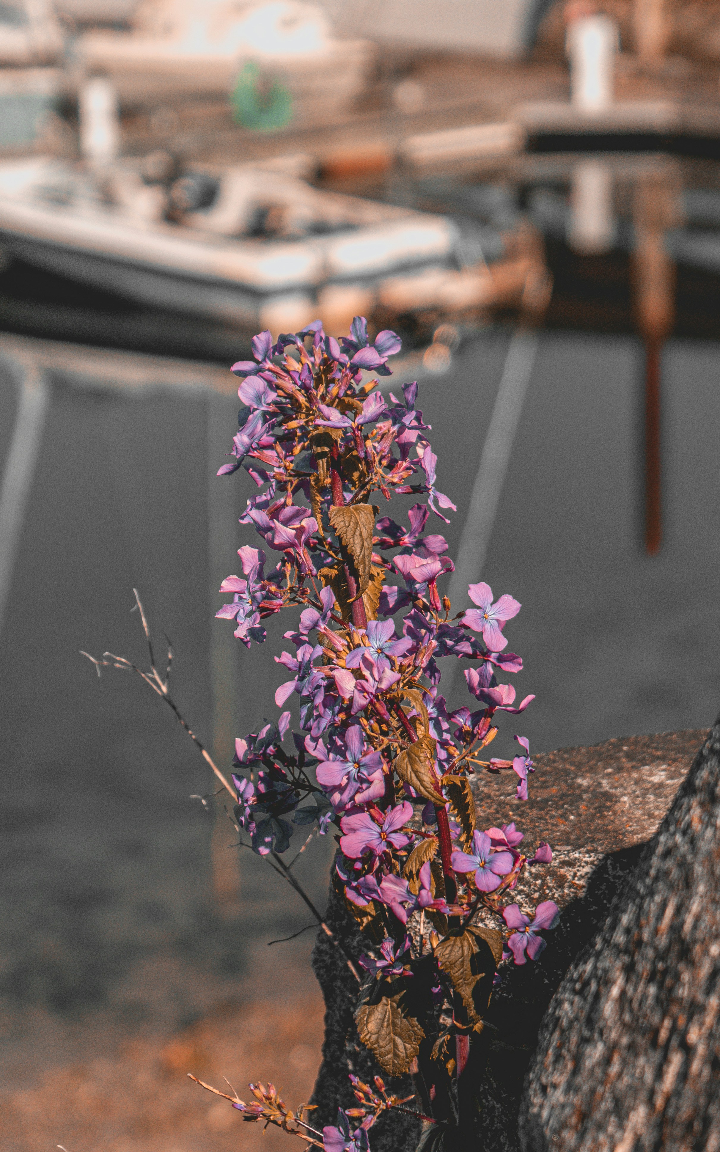 Violet Bloom Anchored at the Harbor's Edge