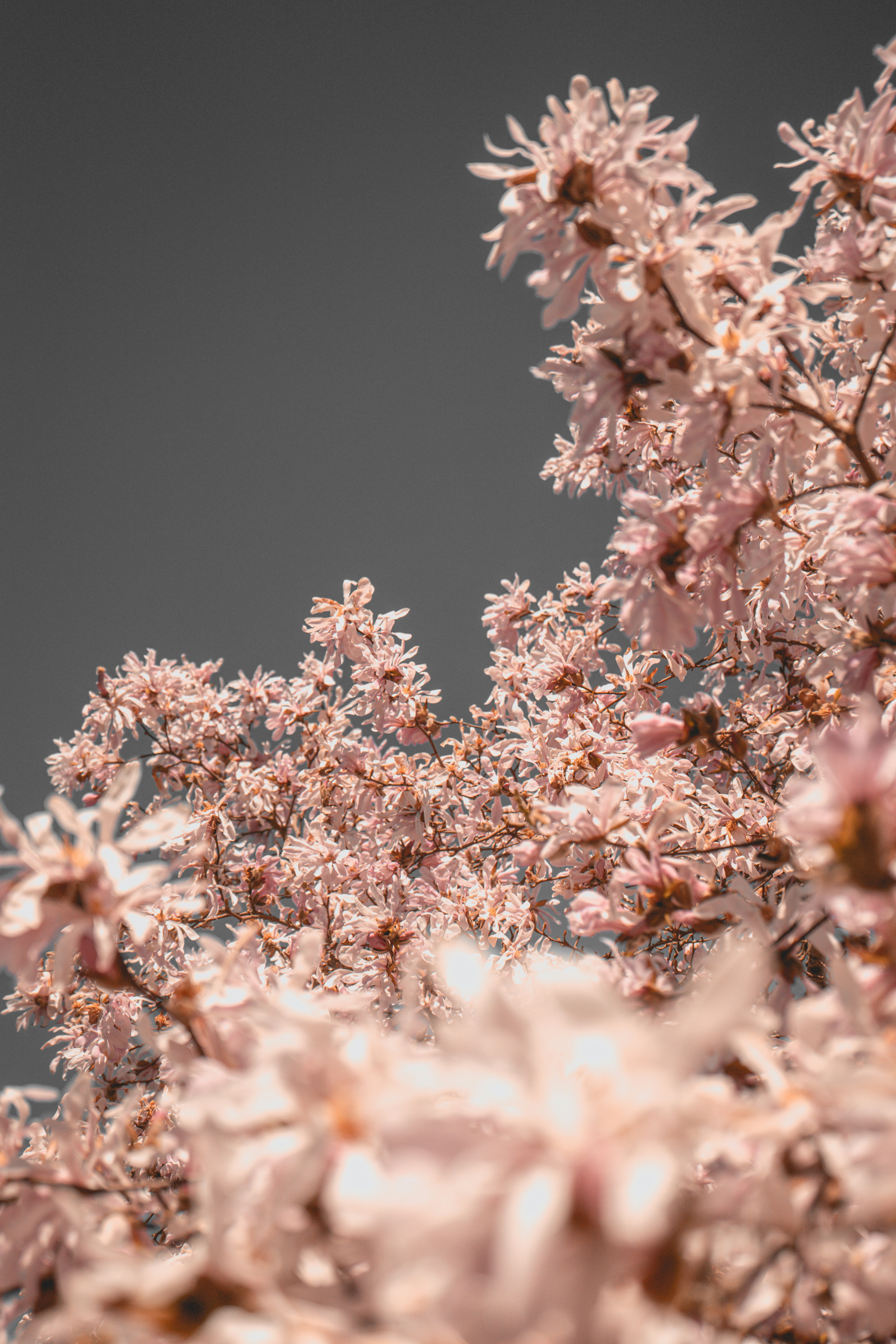 Petal Network: Cherry Blossoms Draped in Soft Light Against a Moody Slate Backdrop