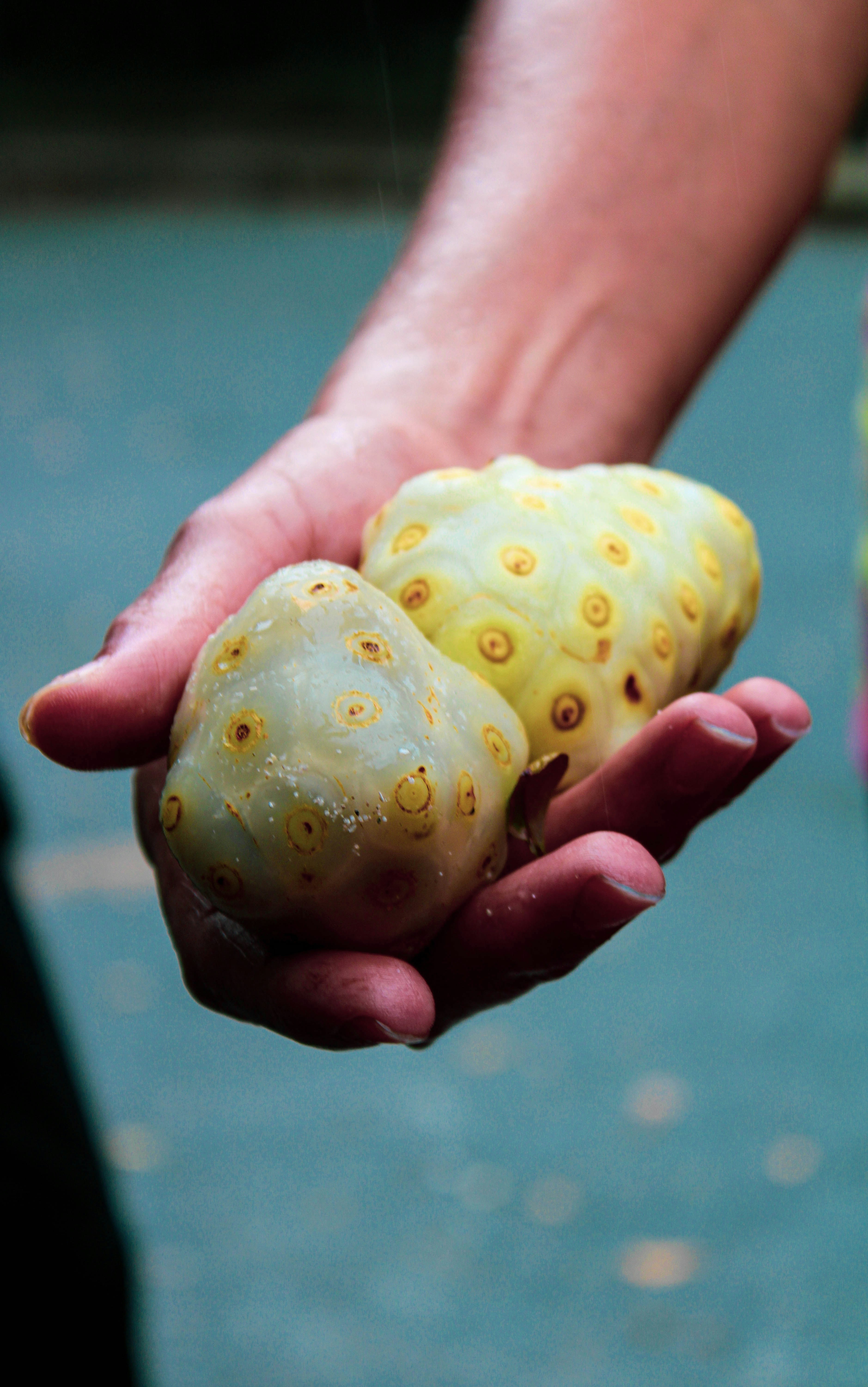 Handful of Pockmarked Seed Pods: Yellow Orbs Cradled in a Gentle Grip
