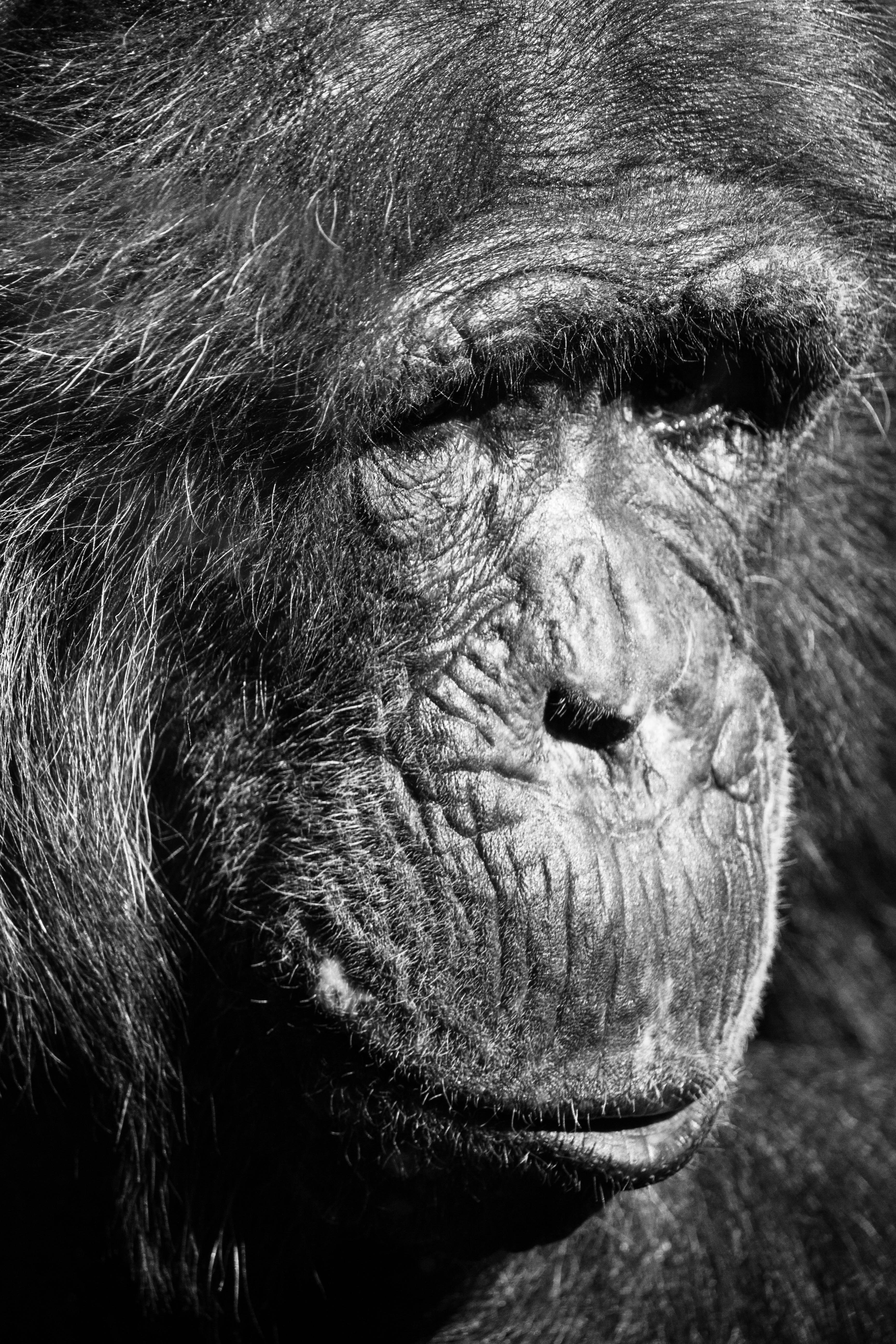 Black monkey in close up photography photo – Free Grey Image on Unsplash