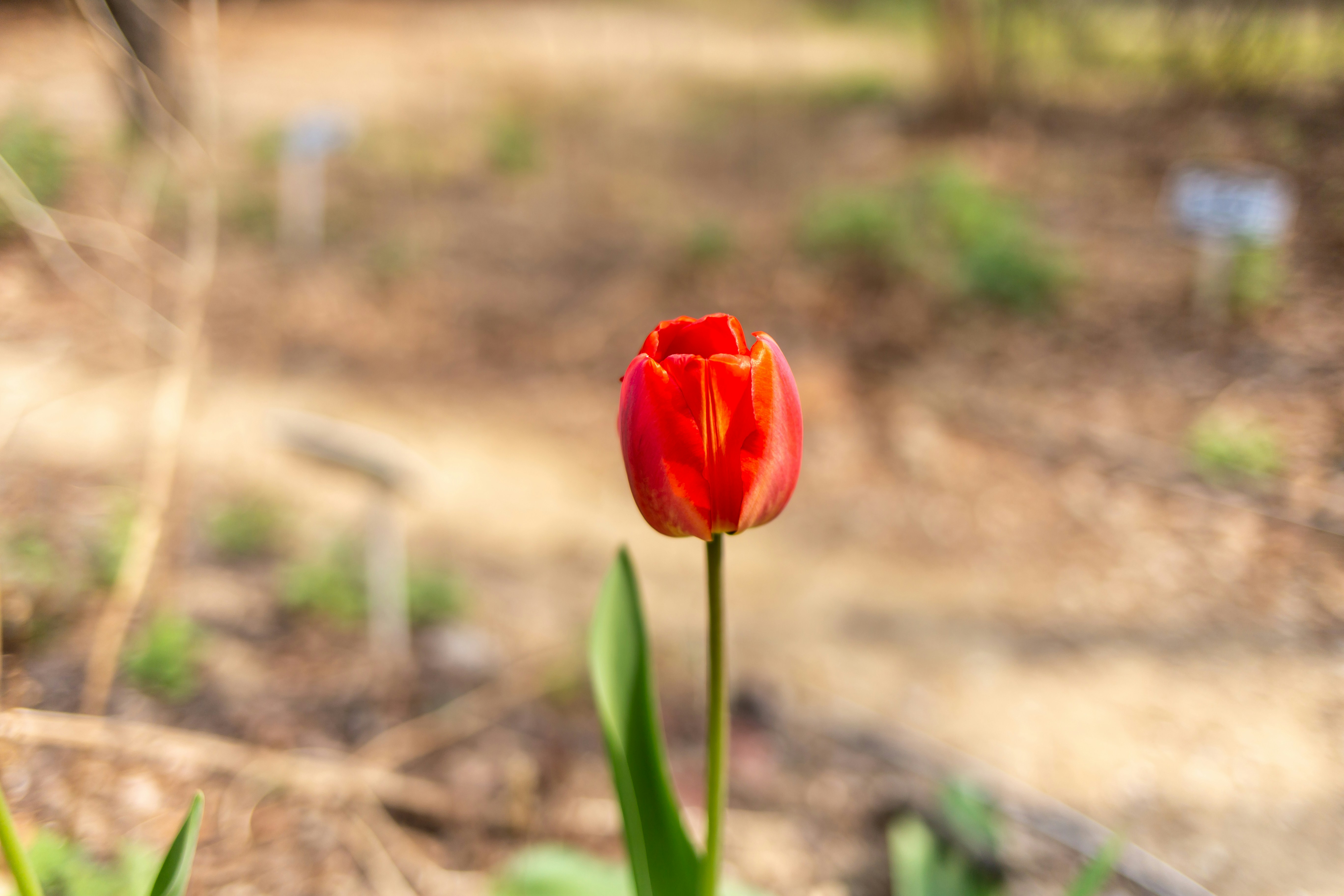 Red Tulip Standing Alone in a Dry Garden Bed