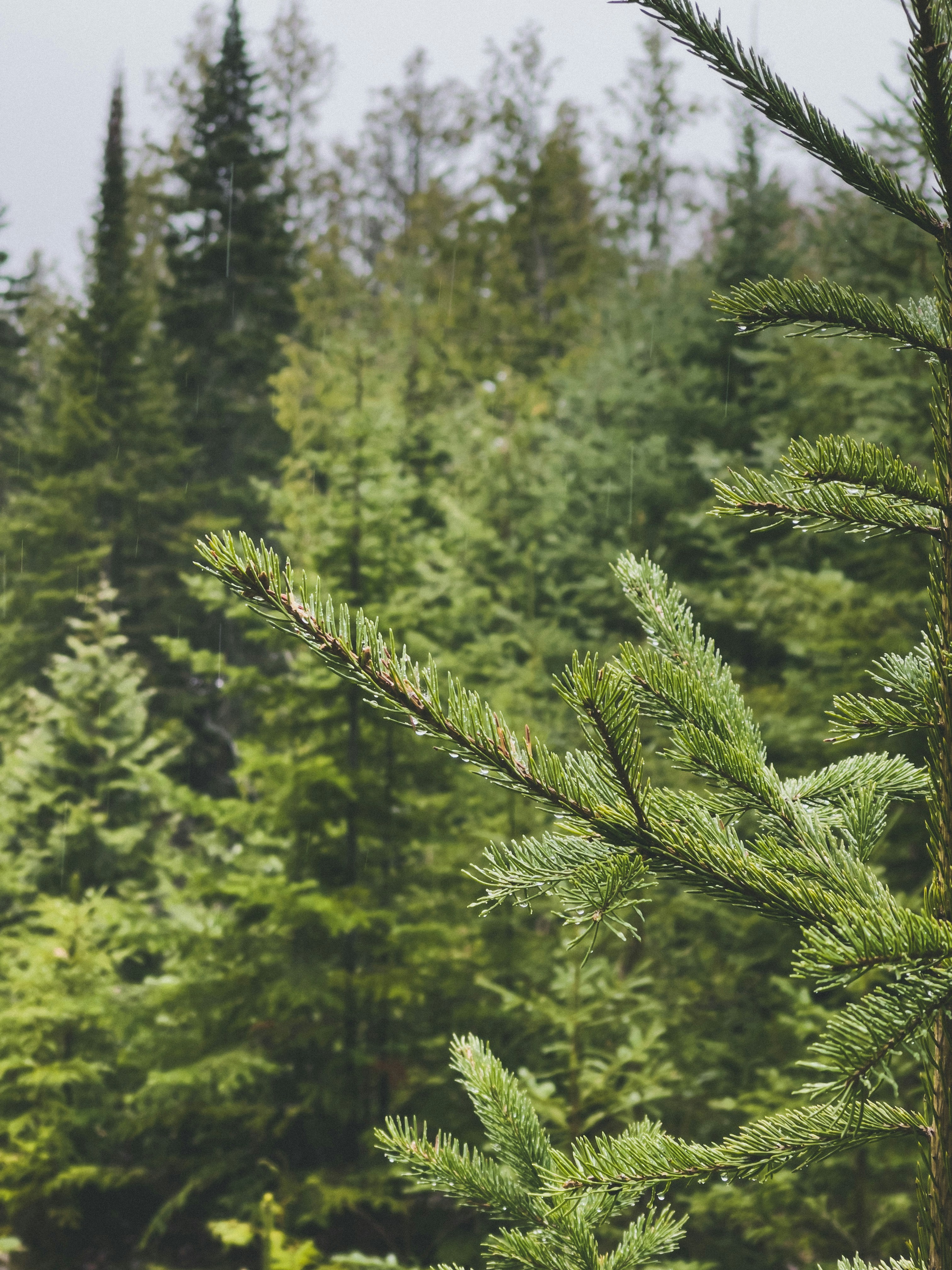 Green pine tree during daytime photo – Free Nature Image on Unsplash