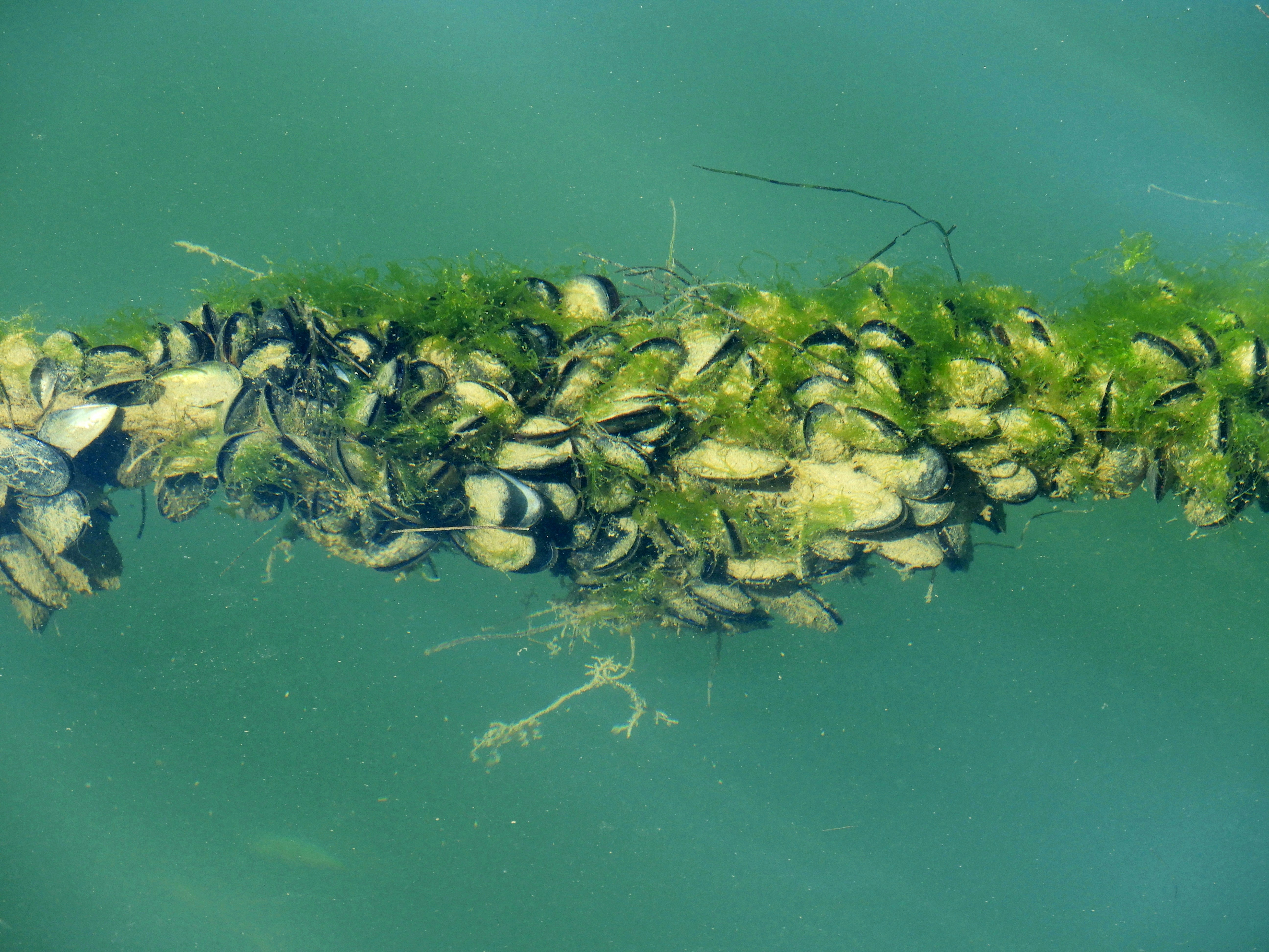 Emerald Ribbon: Mussels Crowding a Submerged Log