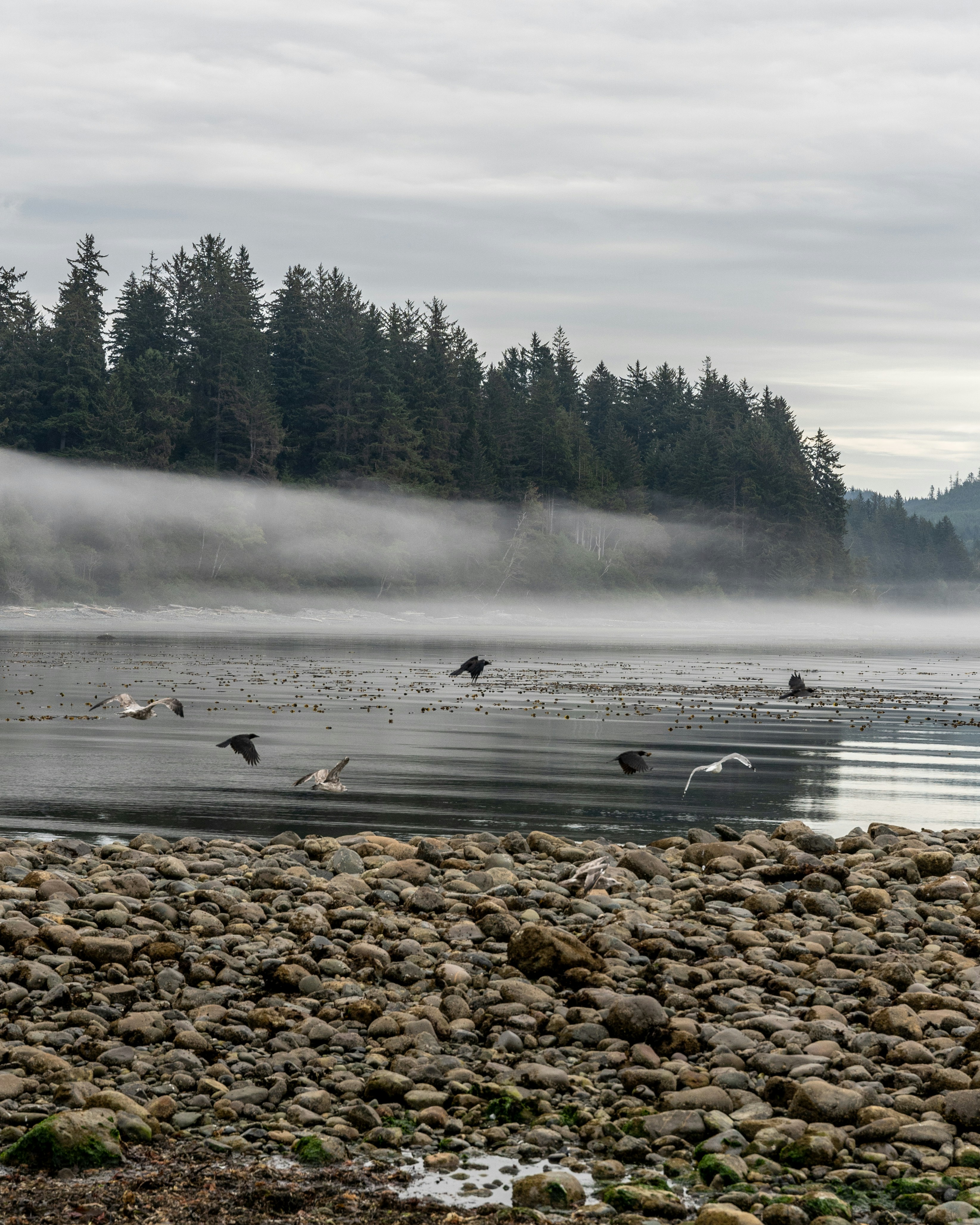 Misty Riverfront: Flock in Flight Above a Pebble Shore