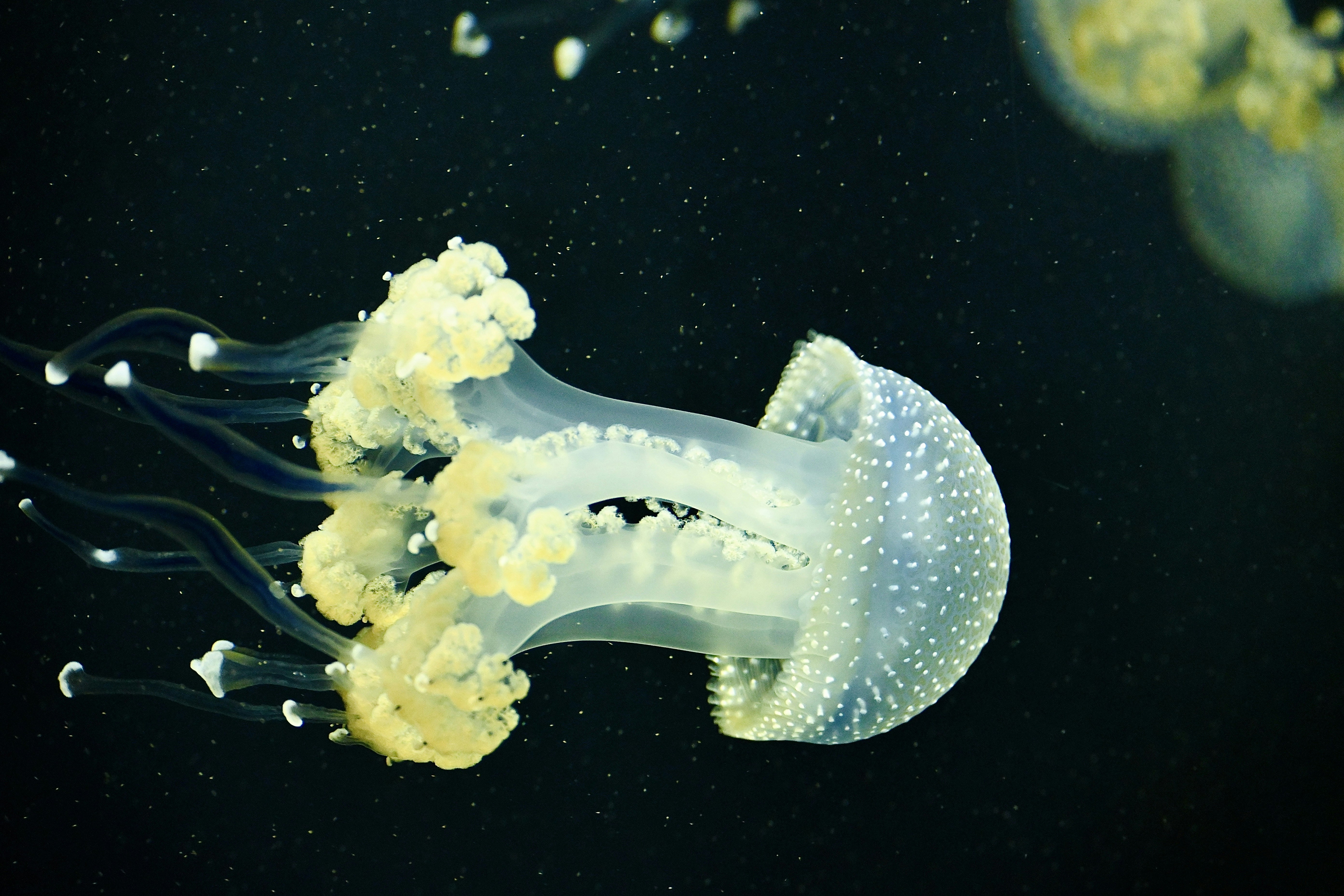 white and blue jellyfish in water