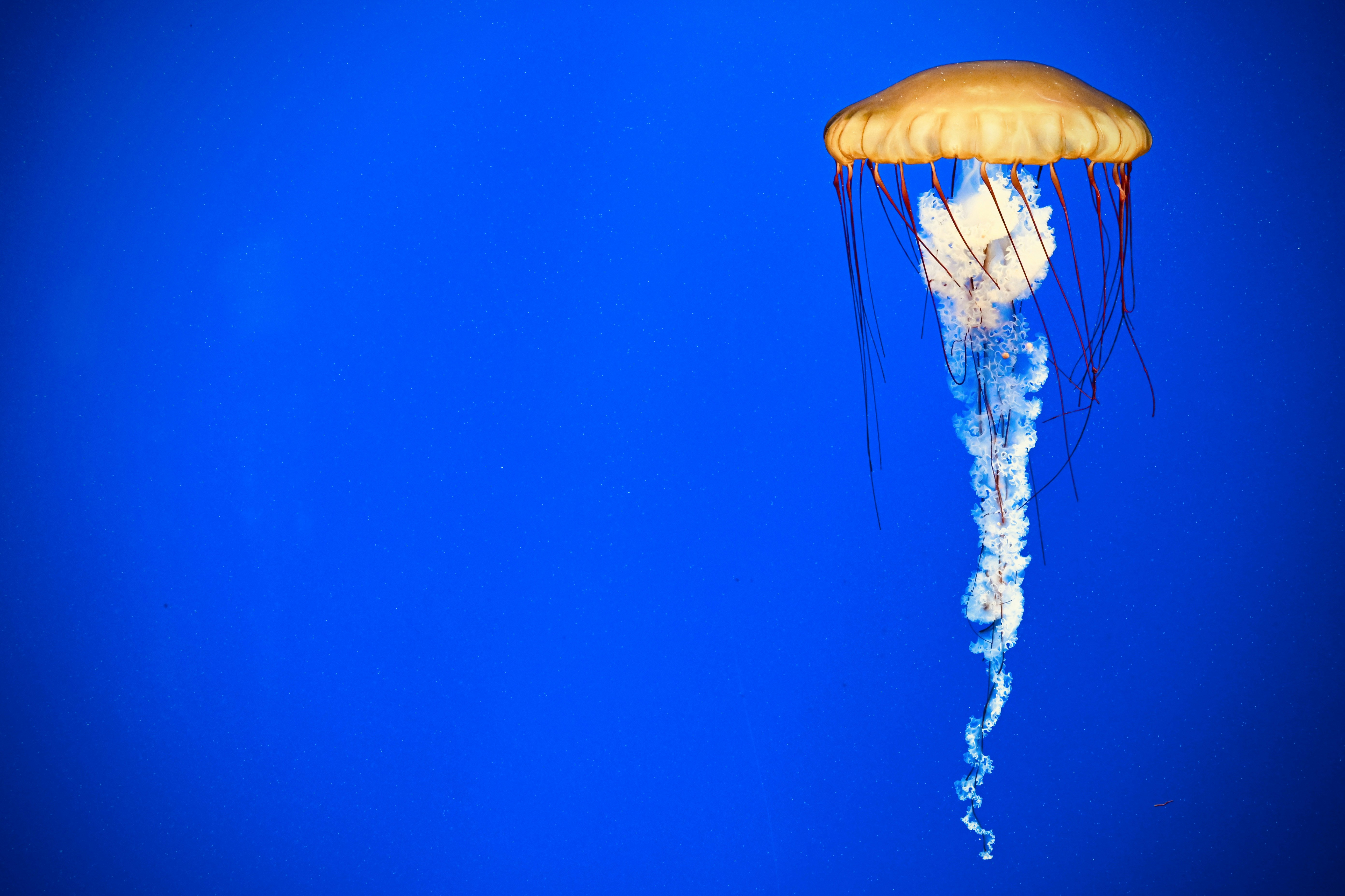 Orange Parachute Adrift in a Cobalt Sky, Tracing a Smoke Ribbon