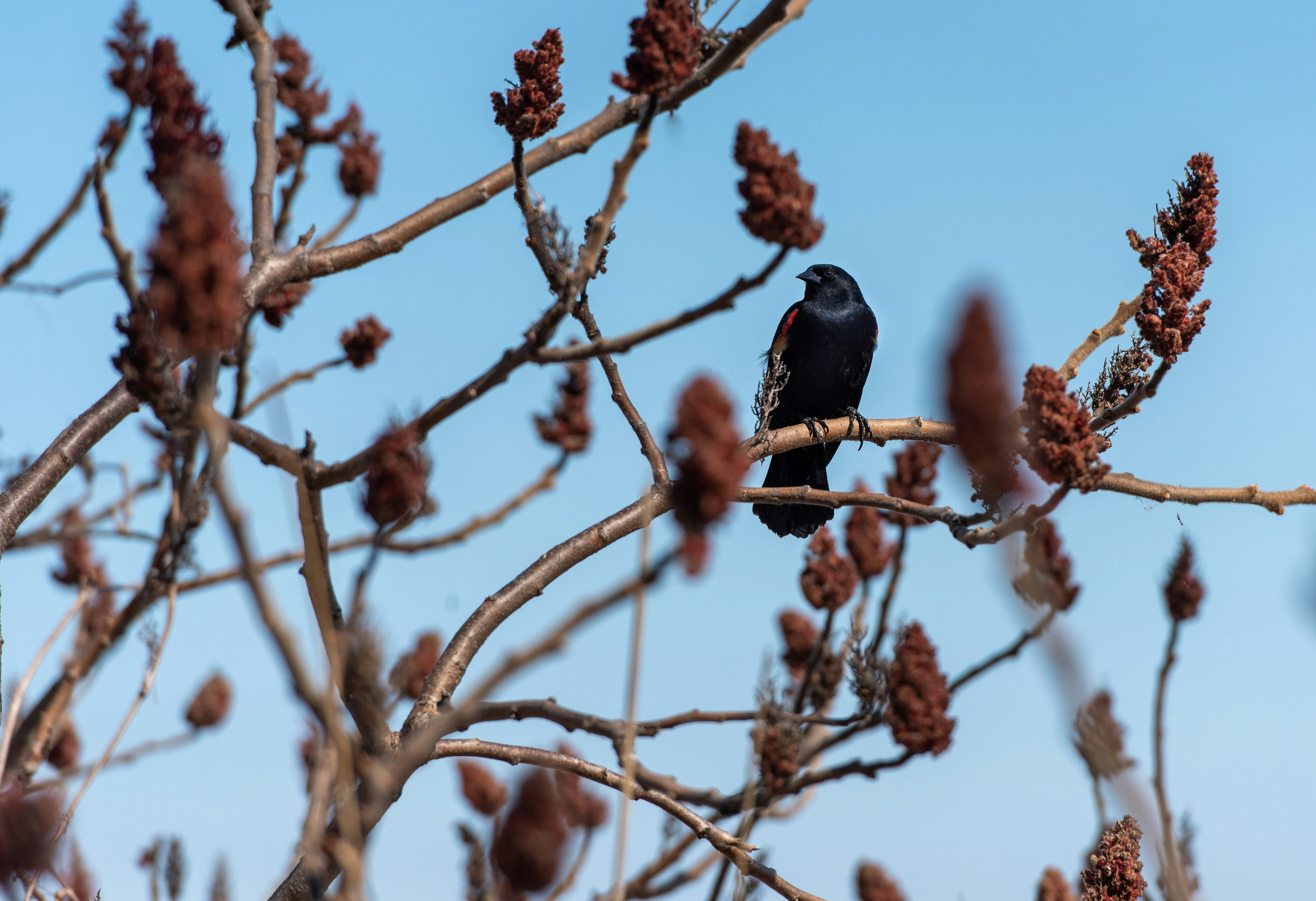 A Quiet Moment Among the Sturdy Branches