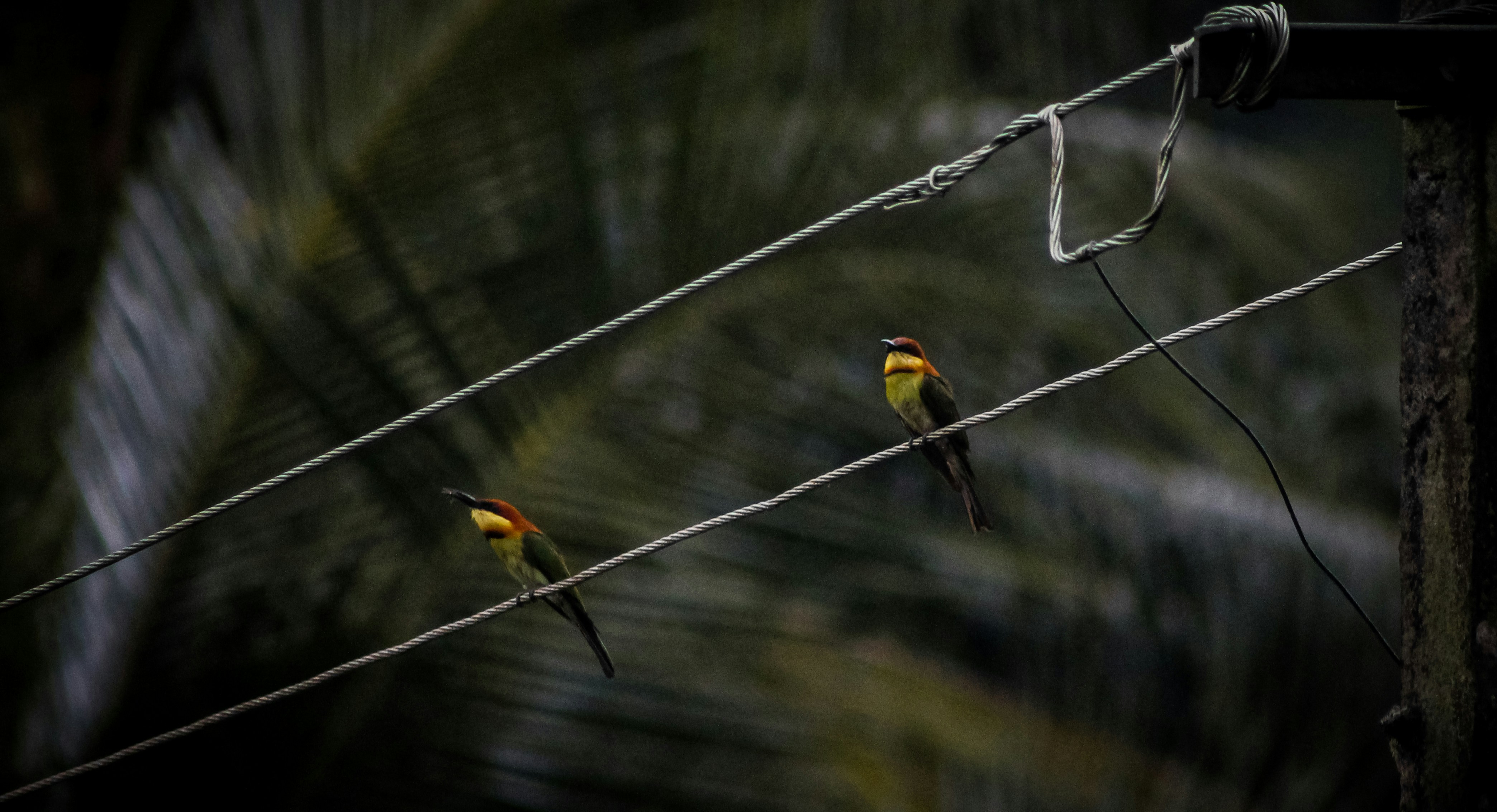 Two Tiny Aviators on a Teetering Wire