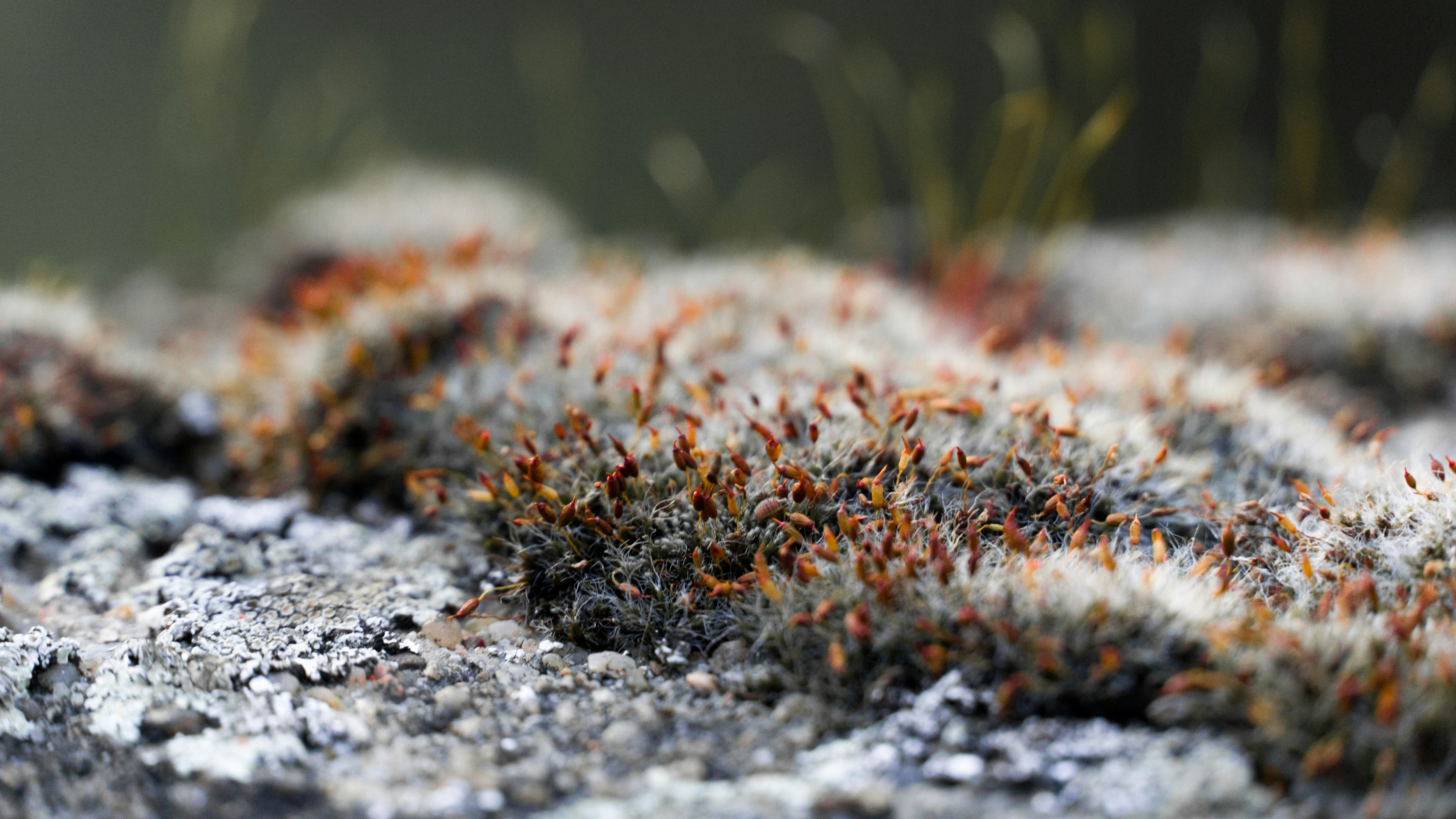 brown and black plant on gray ground