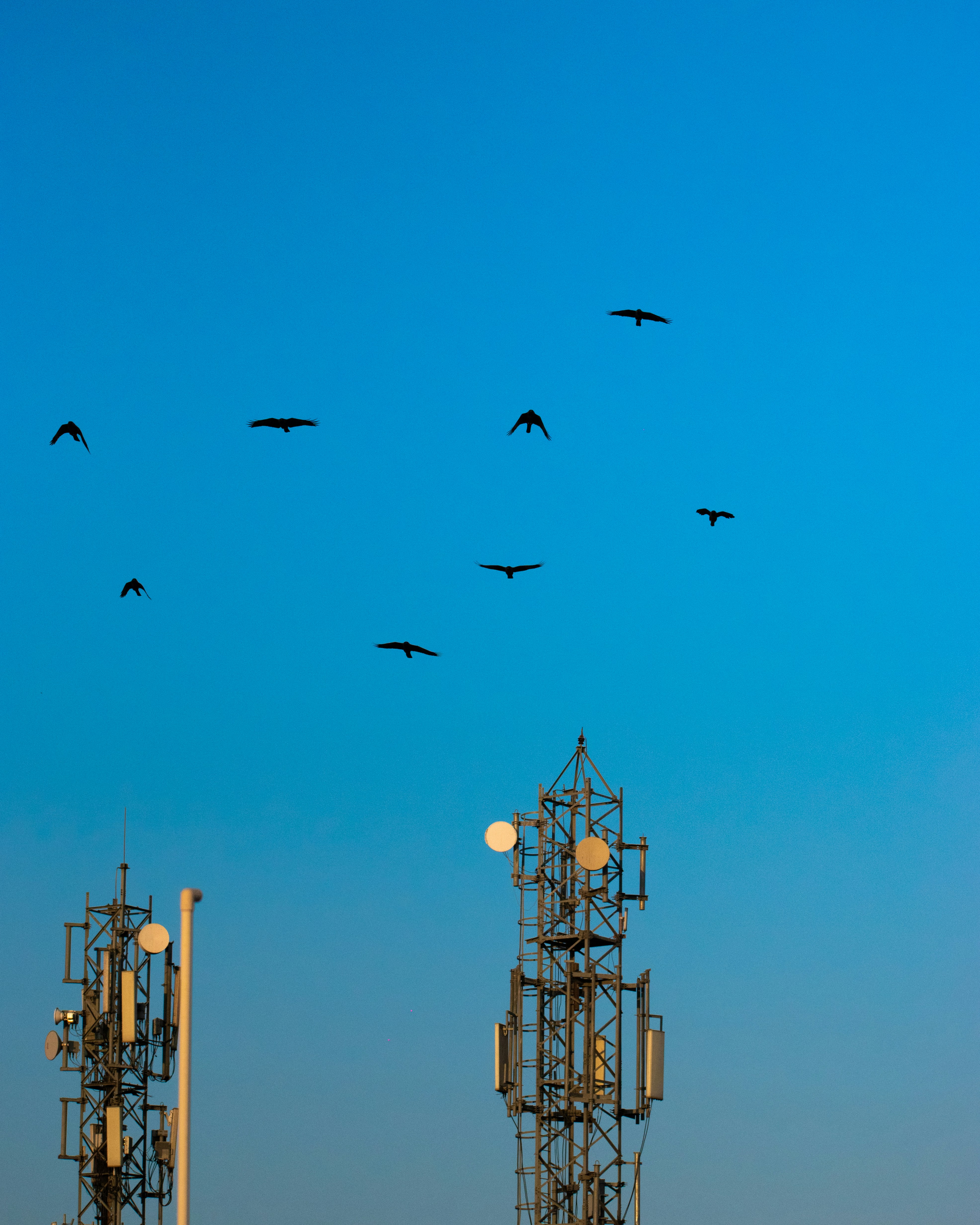 Silhouetted birds soaring above communication towers against a clear blue sky.