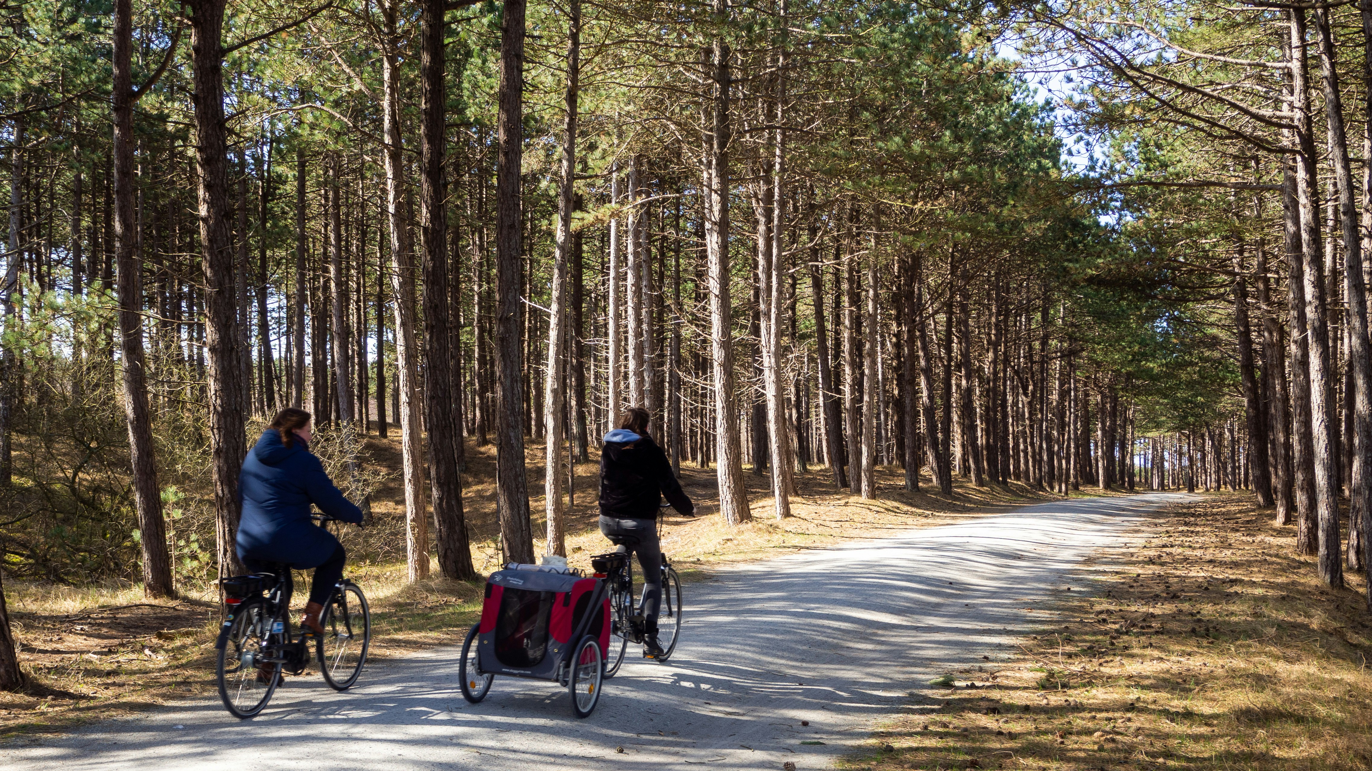 Red Trailer on a Sunlit Pine Road: A Quiet Family Bicycle Scene