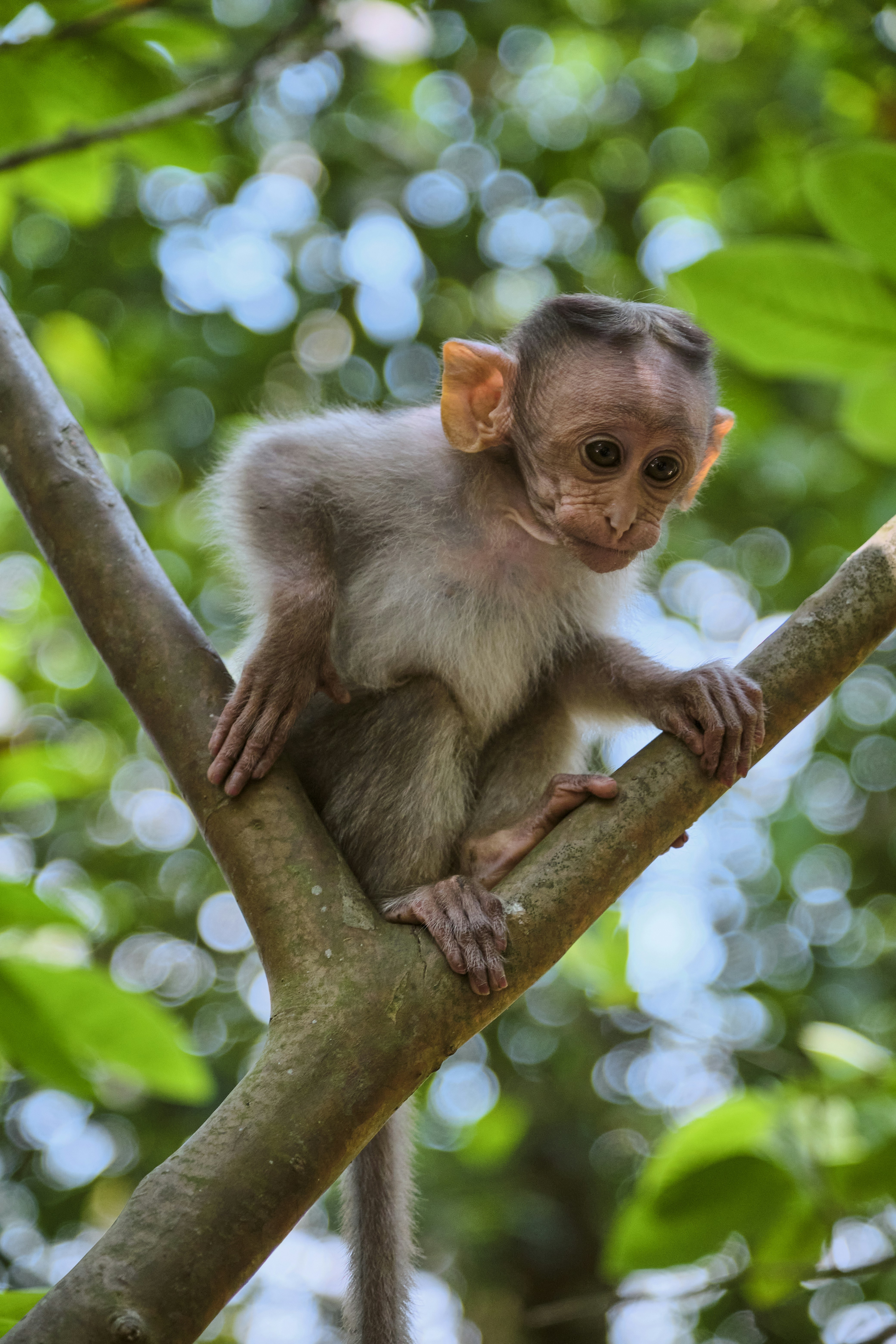 Brown monkey on brown tree branch during daytime photo – Free Wayanad ...